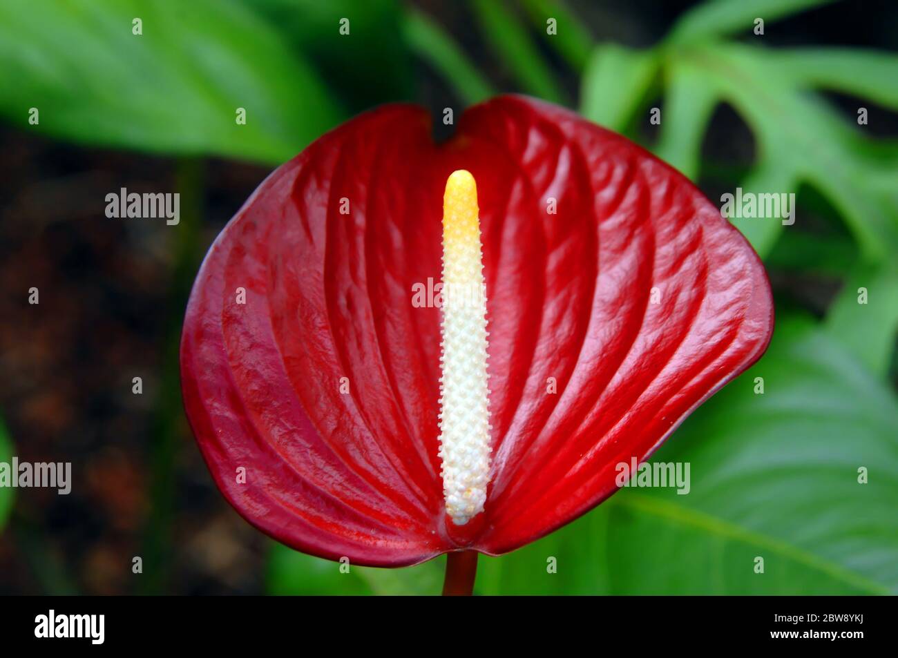 Vivid red, waxy leaves, and tall erect white and yellow spadex, this ...
