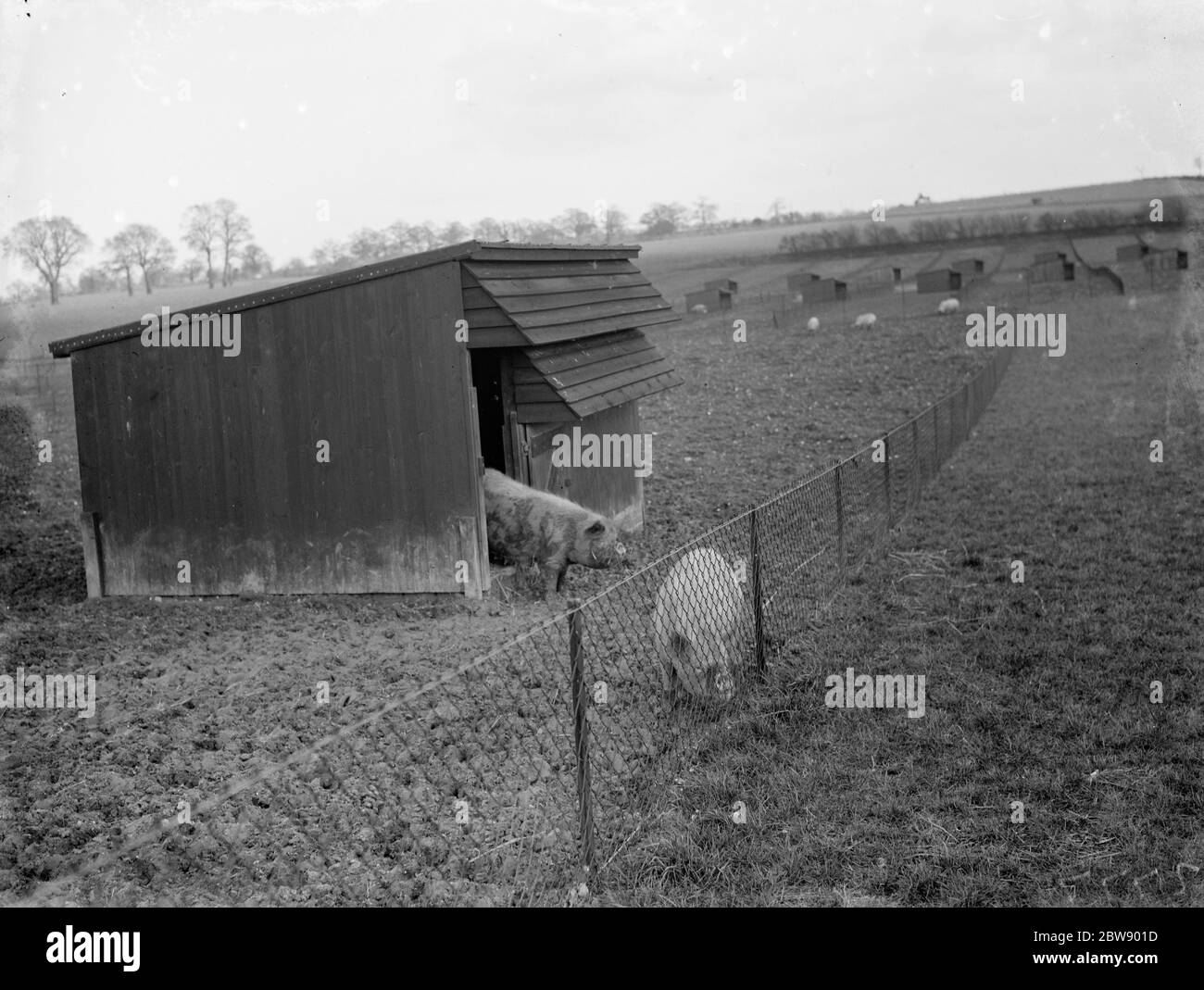 Pigs out in the fields at Tripes pig farm at Orpington in Kent . 1936 ...