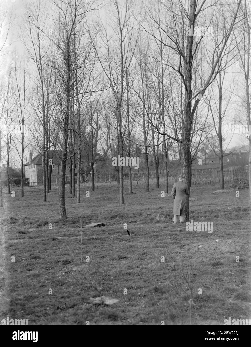 Tree farm of cricket bat willows in Shoreham , Kent . 1937 Stock Photo ...