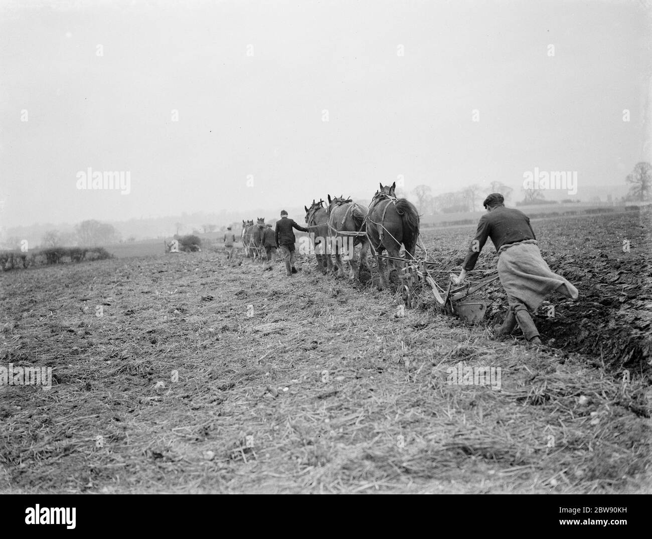 A farmer and his horse team plough a field at the back of houses in ...