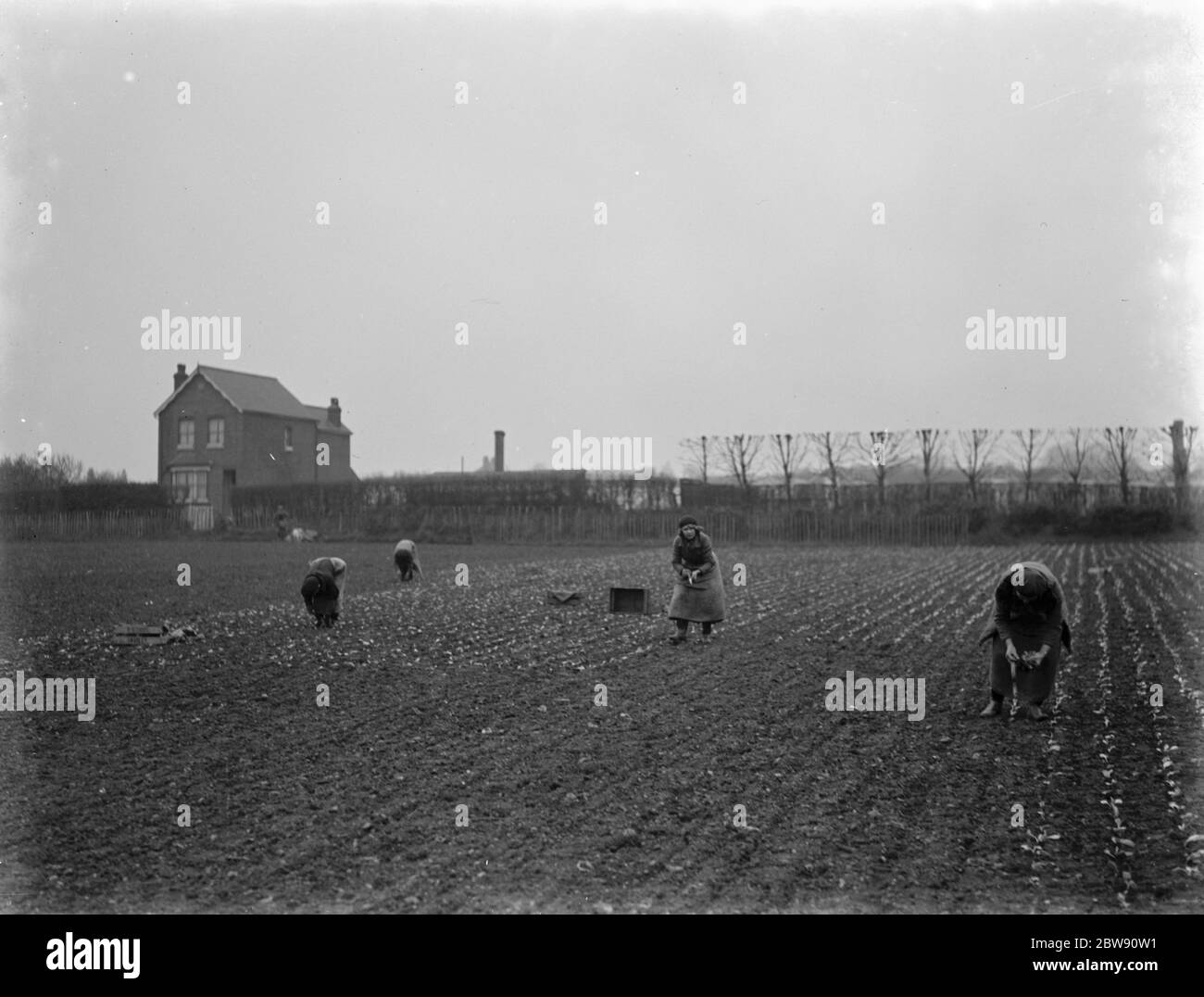 Farm workers planting lettuce by hand on a field in Hextable , Kent ...