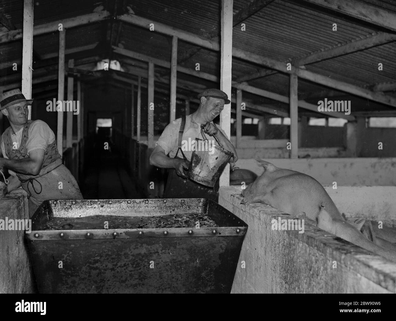 Pigs feeding pigs black and white hi-res stock photography and images ...