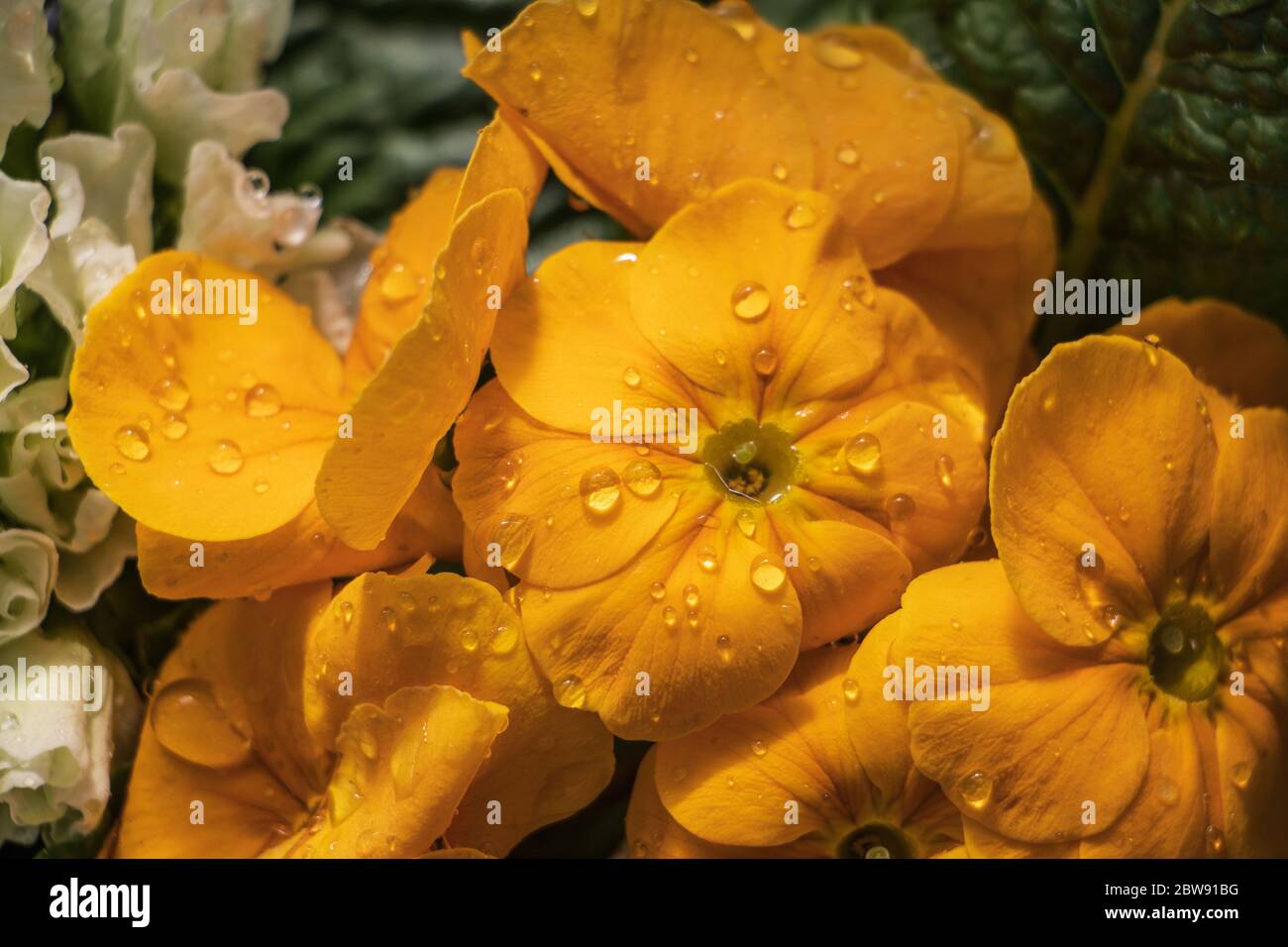 White and yellow primrose hi-res stock photography and images - Alamy