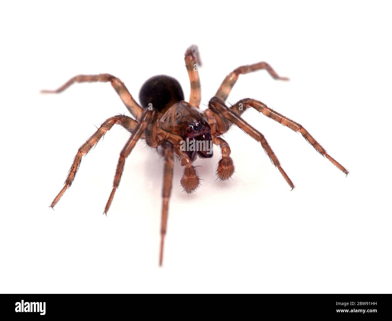 pretty subadult male brown ground spider (Cybaeus eutypus), isolated on ...