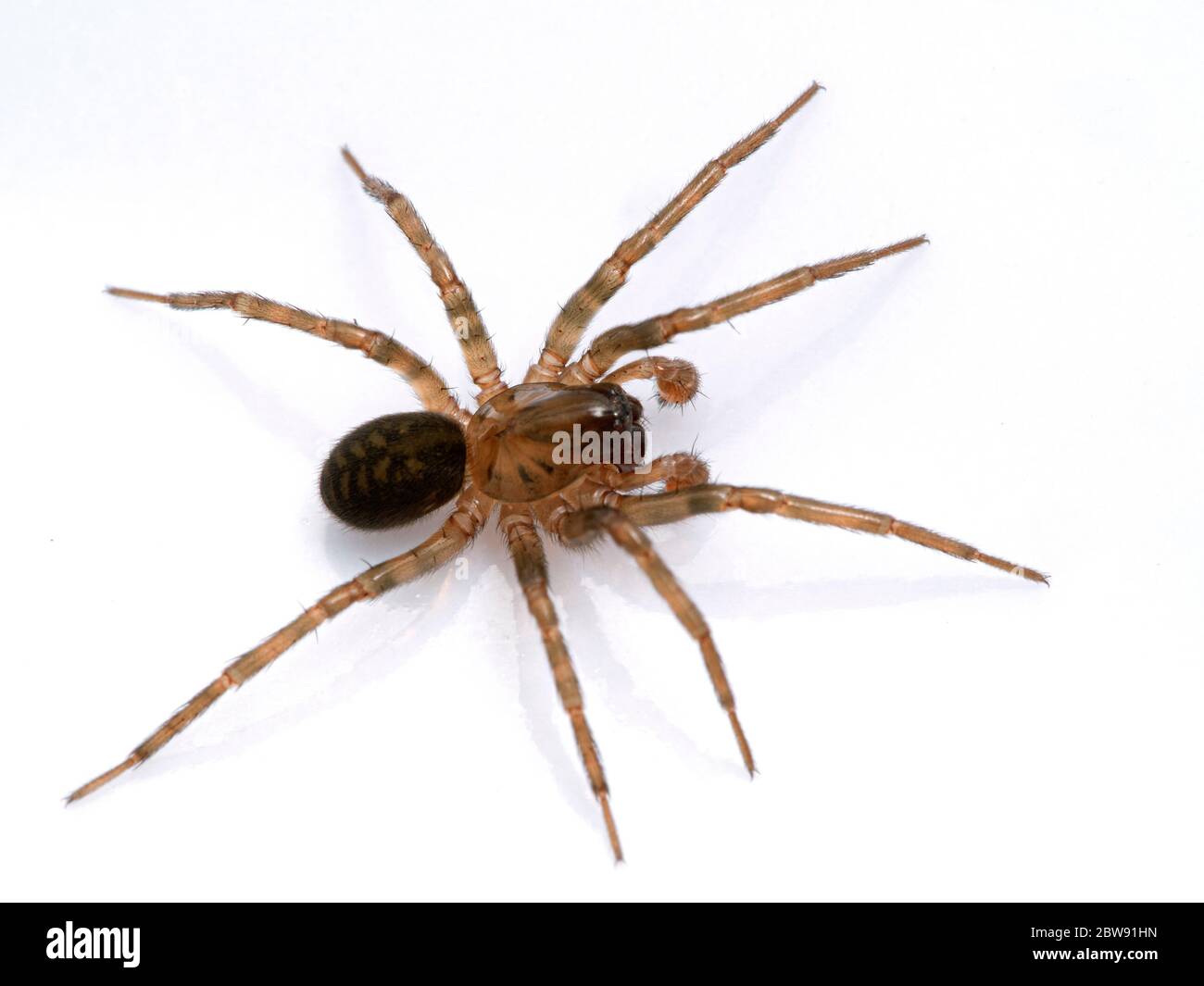 pretty subadult male brown ground spider (Cybaeus eutypus), isolated on ...
