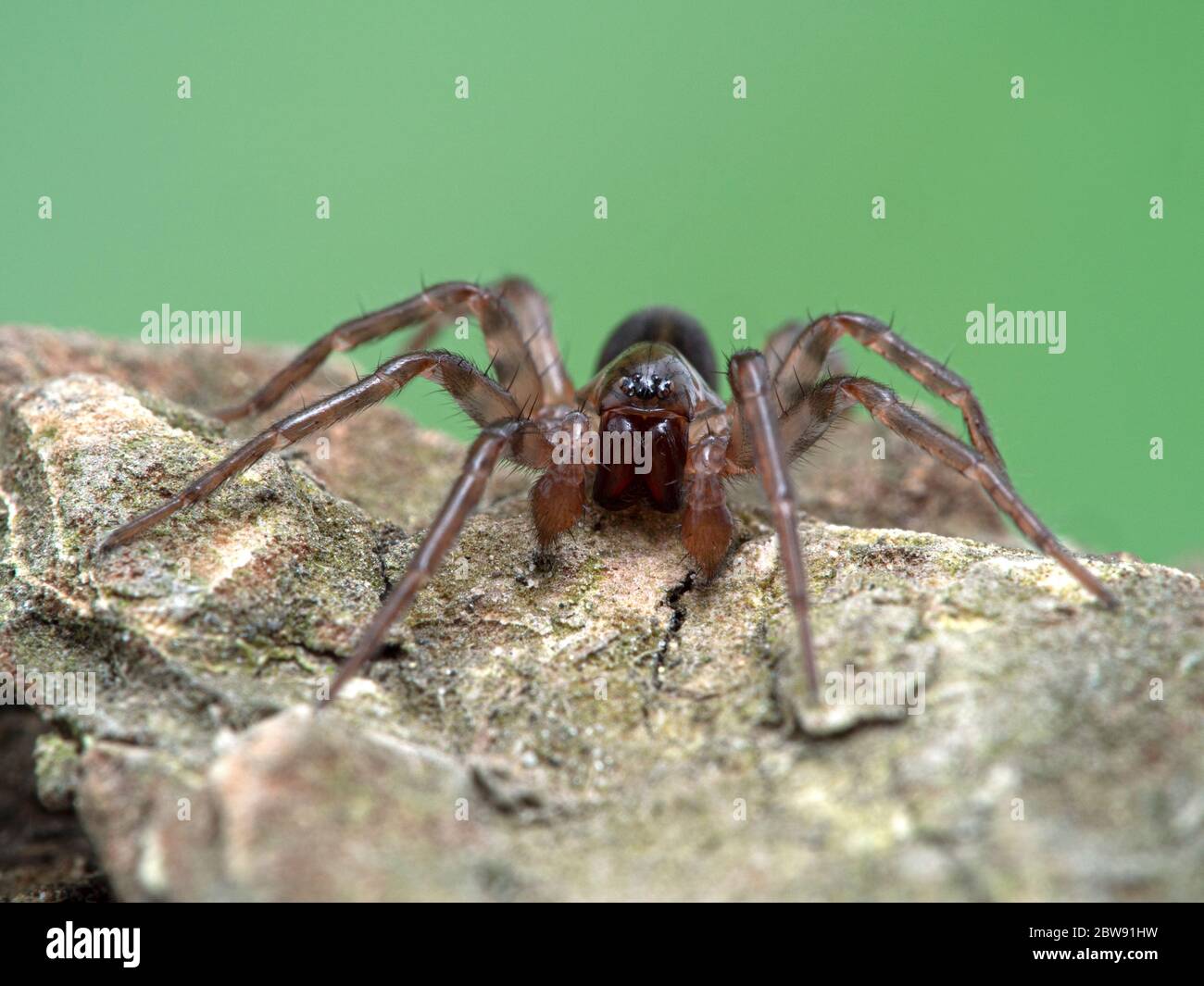 pretty subadult male brown ground spider (Cybaeus eutypus), crawling on ...