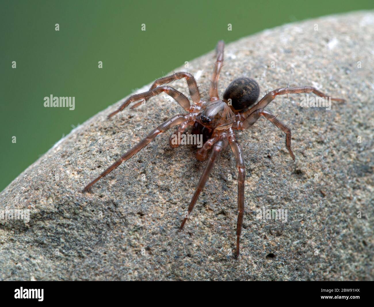 pretty subadult male brown ground spider (Cybaeus eutypus) on a rock ...