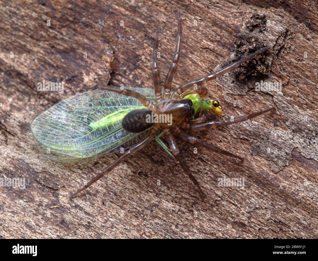 pretty subadult male brown ground spider (Cybaeus eutypus) feeding on a ...
