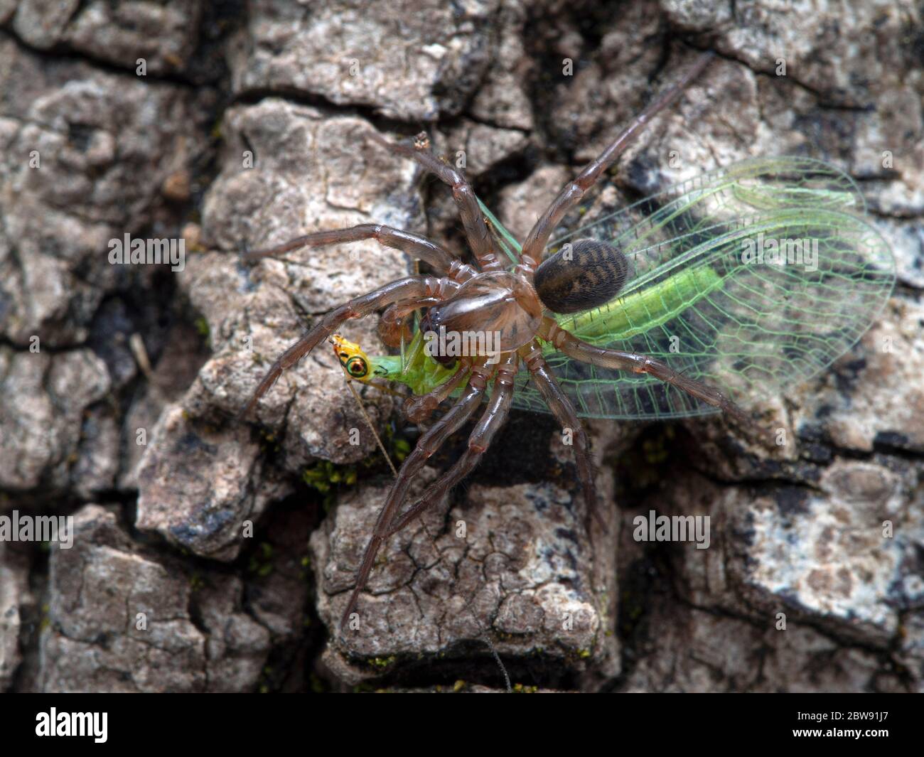 pretty subadult male brown ground spider (Cybaeus eutypus) feeding on a ...