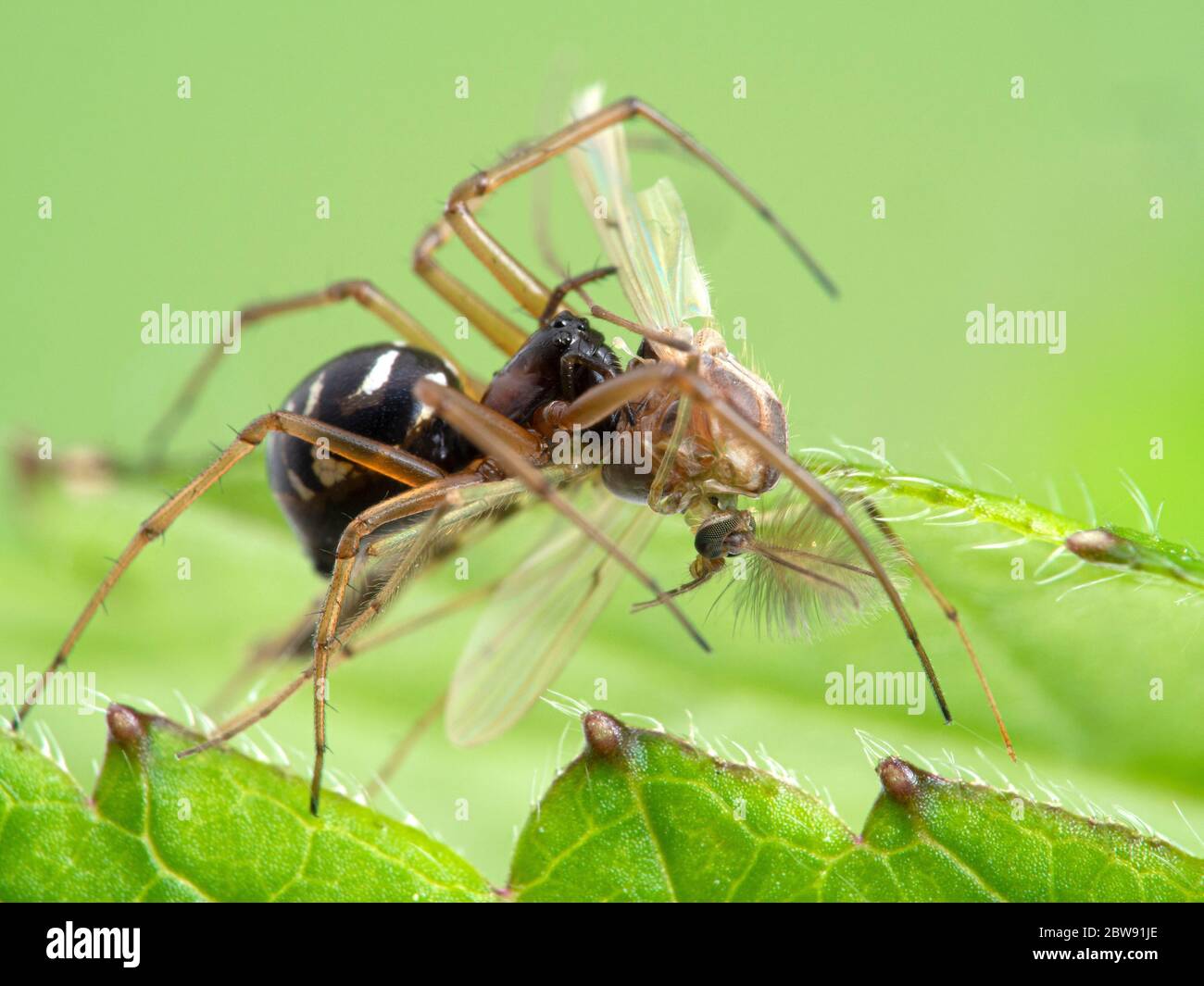 pretty, very tiny spider (family Linyphiidae) feeding on a non-biting ...