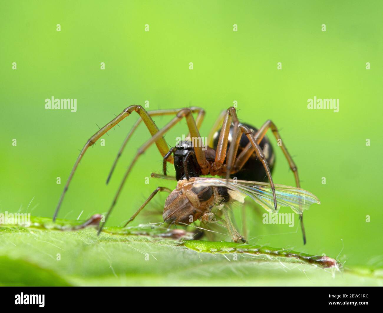 Linyphiidae hi-res stock photography and images - Alamy