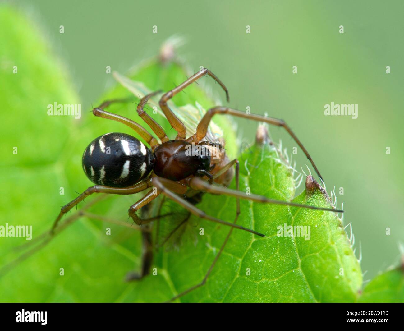 pretty, very tiny spider (family Linyphiidae) feeding on a non-biting ...