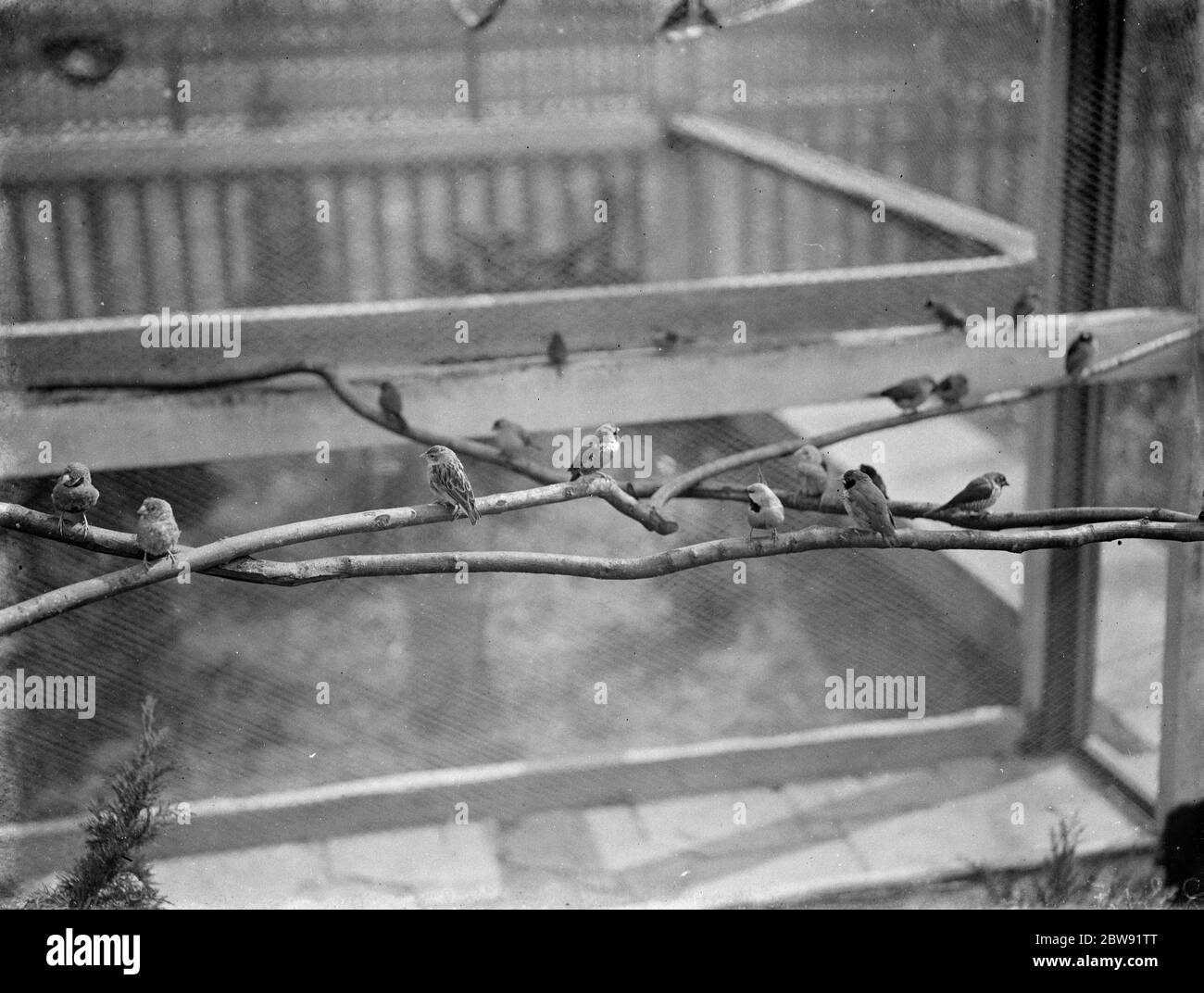 The interior of Mr R G Hall ' s bird aviary at Bexleyheath showing the ...