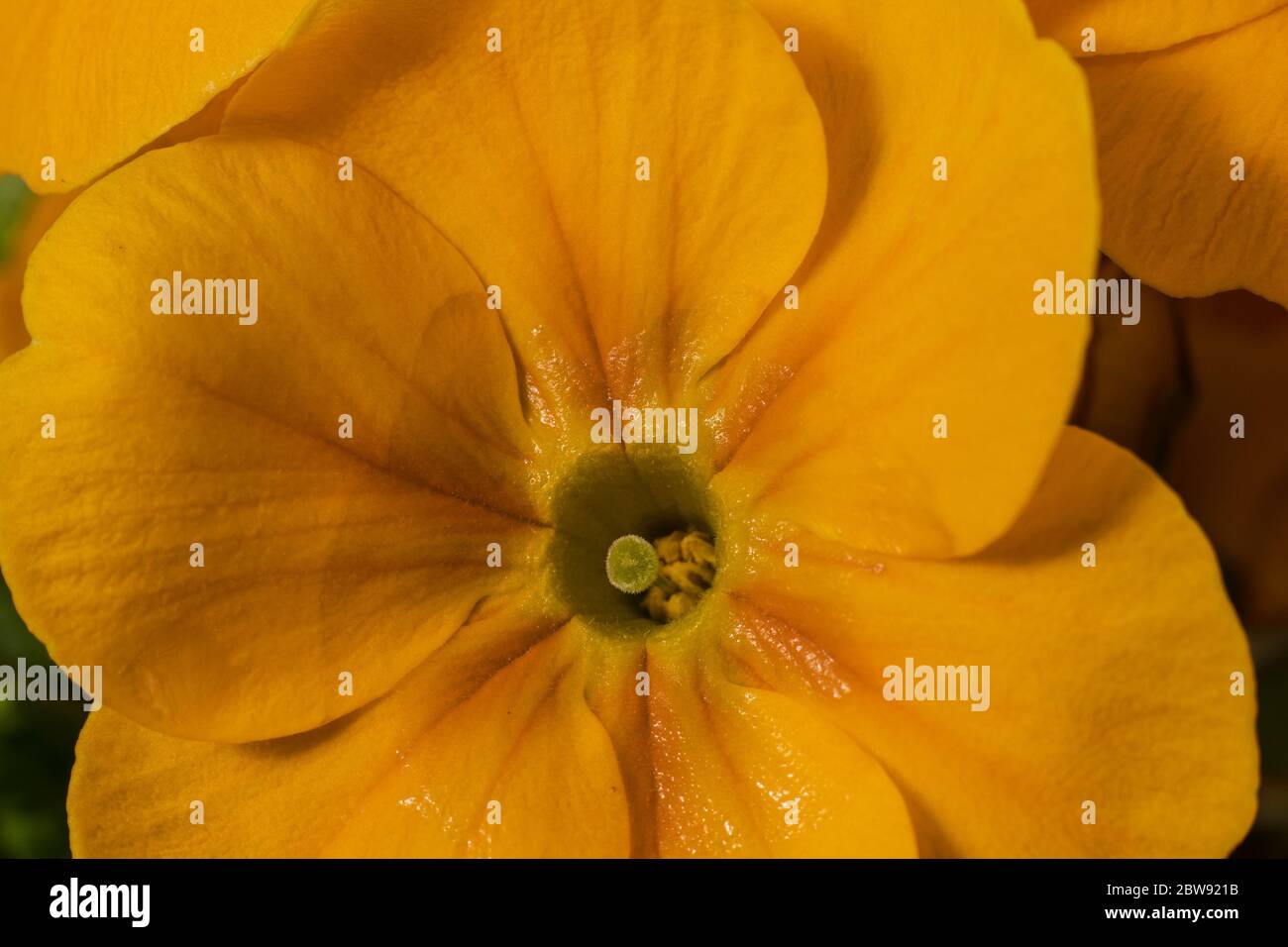 Macro view of the fine details of a single yellow Primrose blossom ...