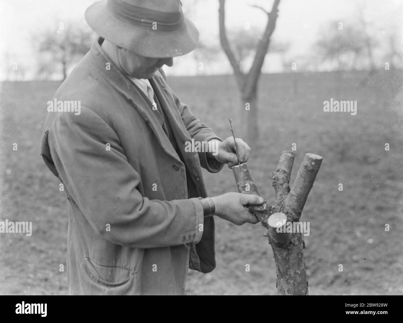 Man grafting hi-res stock photography and images - Alamy