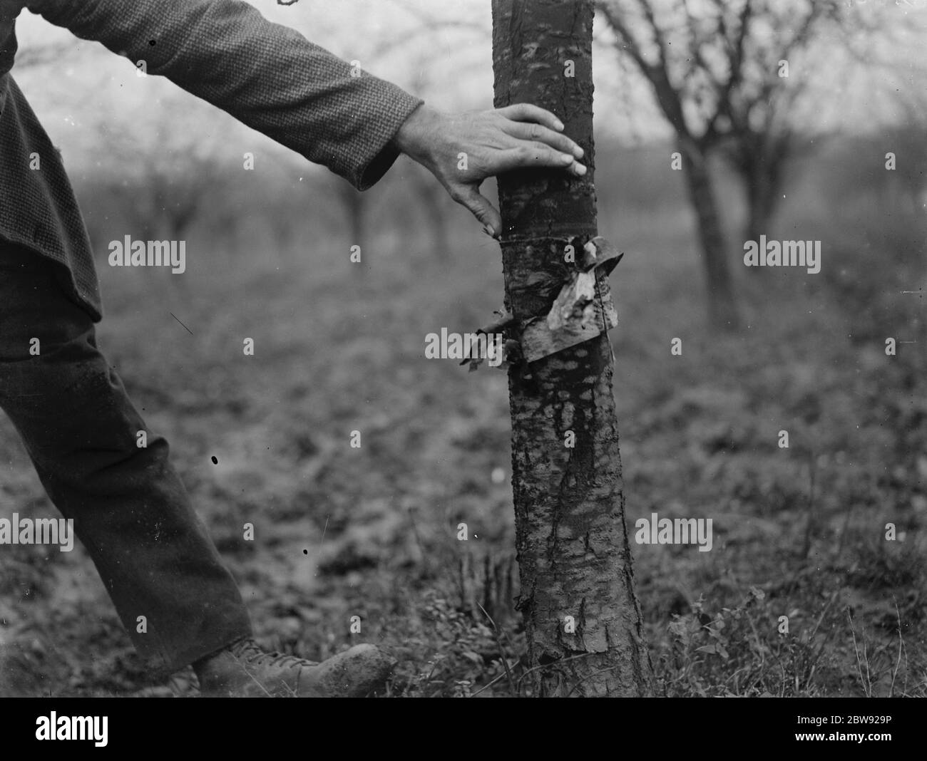Ww2 farm agriculture hi-res stock photography and images - Alamy