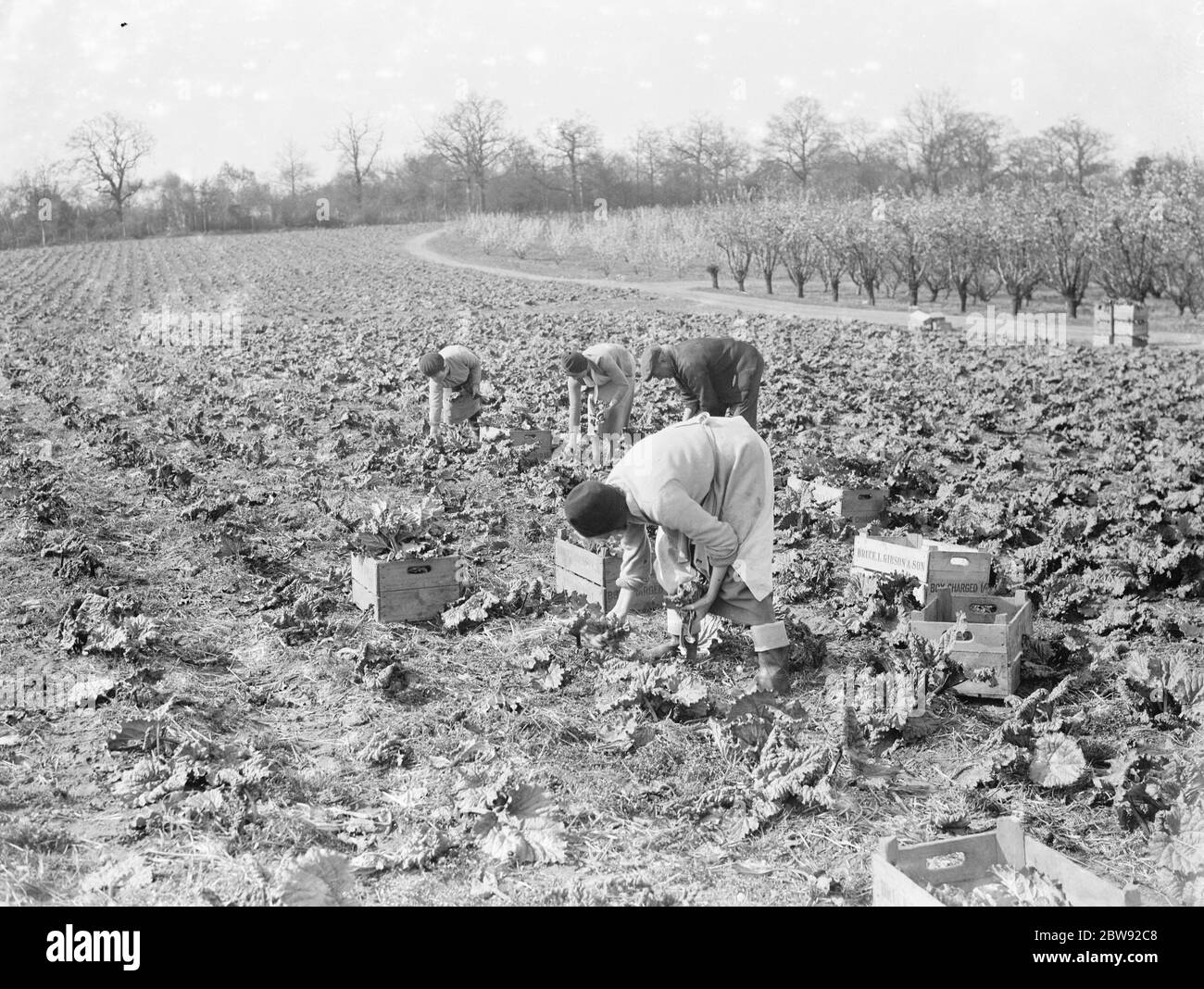 1930s farm women hi-res stock photography and images - Alamy