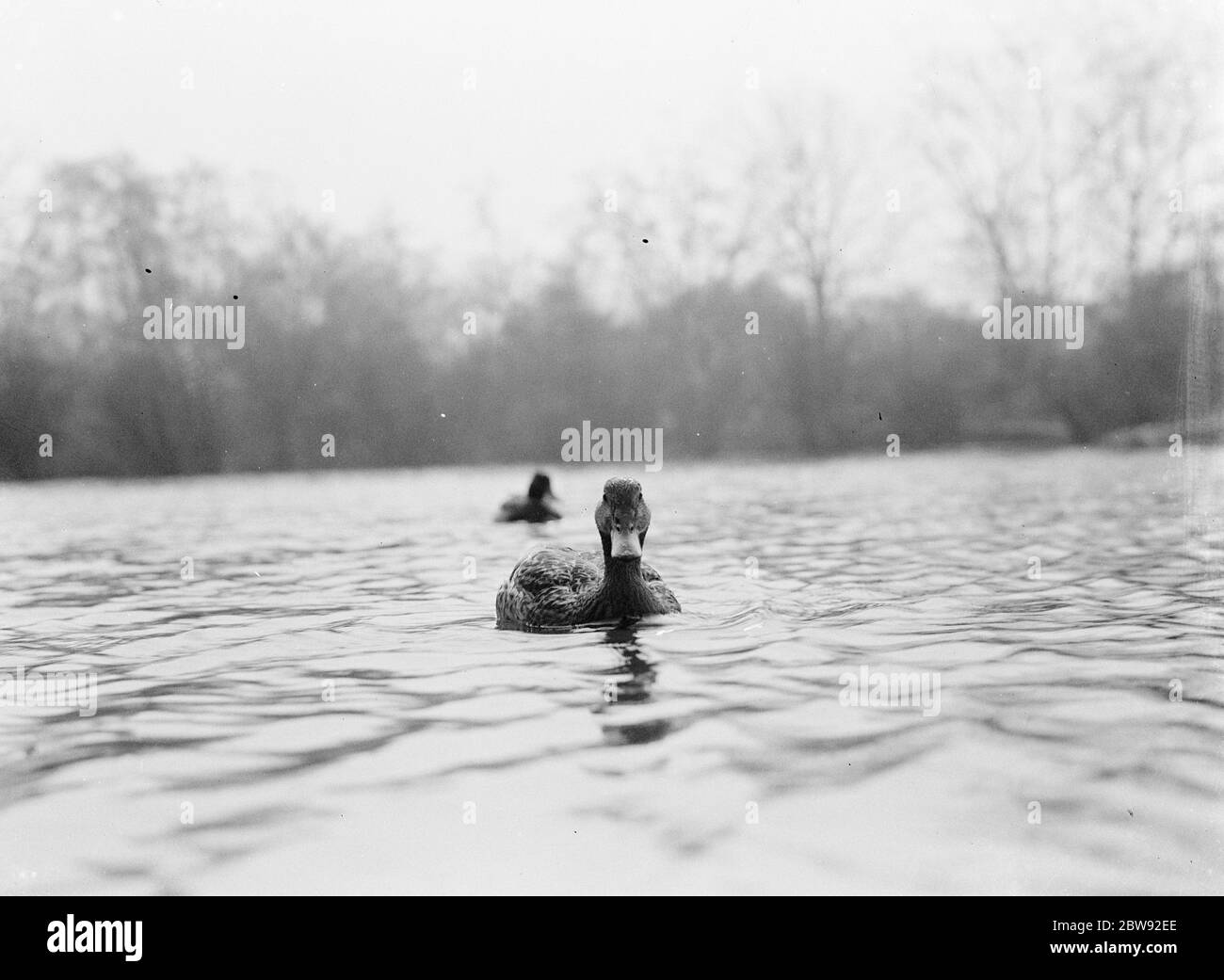 Water floating Black and White Stock Photos & Images - Alamy