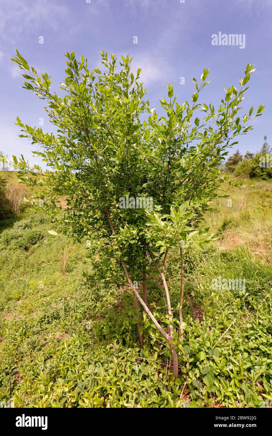 Spindle Tree - Euonymus europaeus Whole bush in flower Stock Photo - Alamy