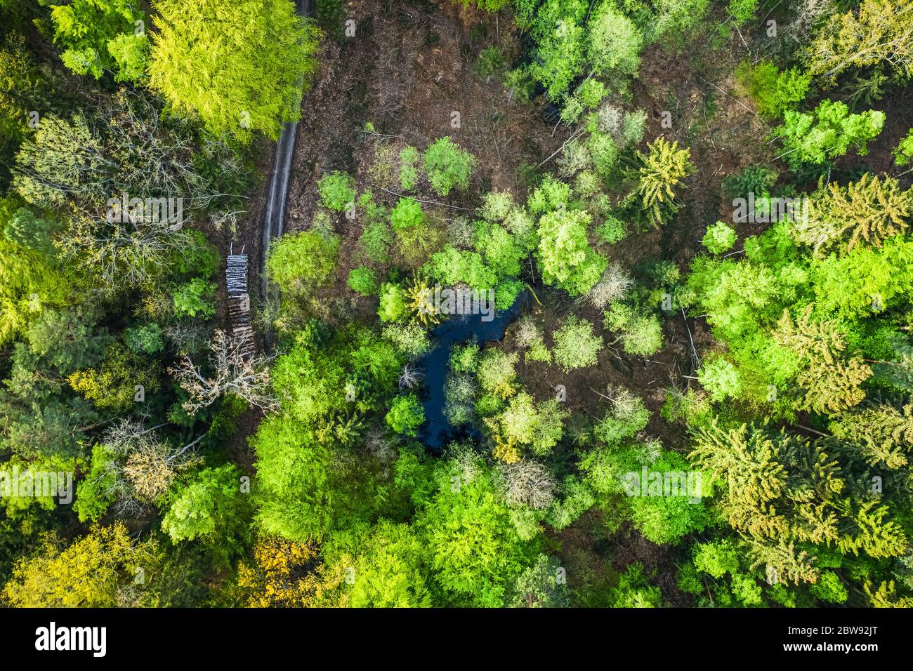 Top down view of green trees inPoland Stock Photo - Alamy