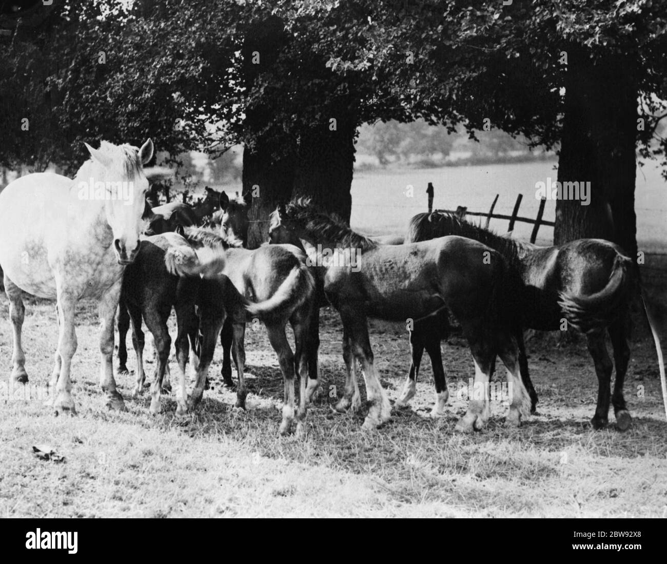 A mare and foals in Farningham , Kent . 1939 Stock Photo - Alamy