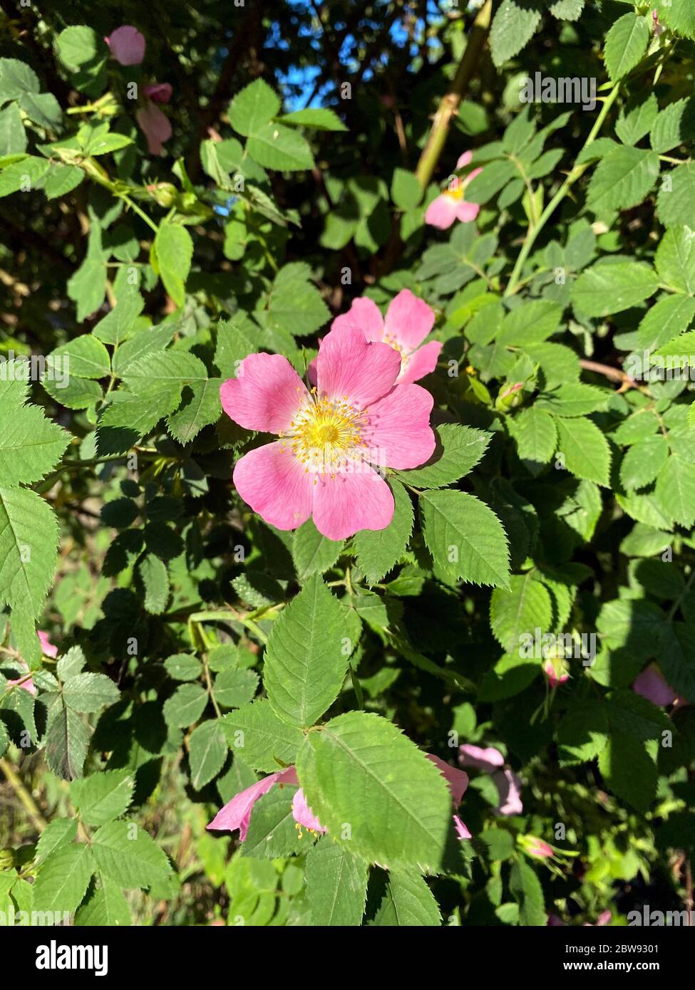 Rose hip flowers in the garden, summertime Stock Photo - Alamy