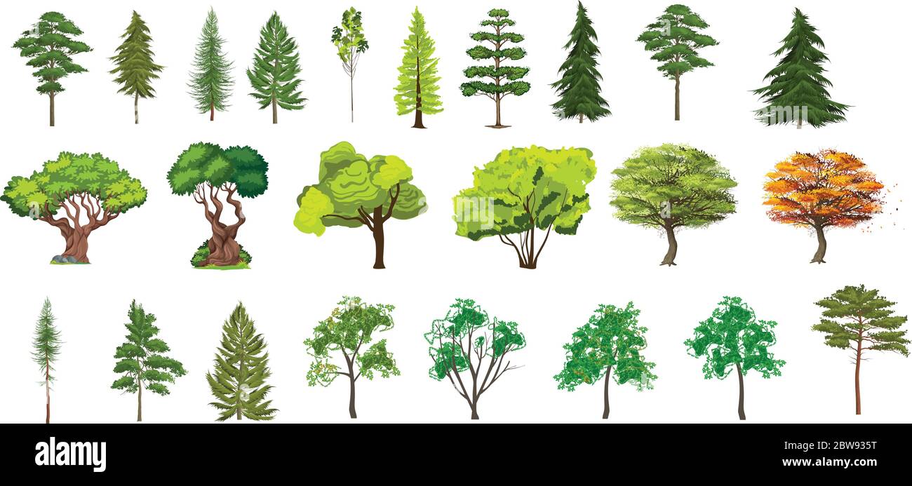 Set of different tree realistic design - editable vector illustration ...