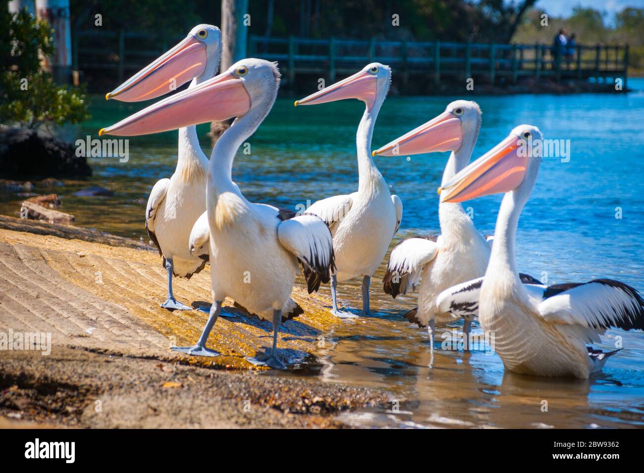 Pelicans at boat ramp, Nambucca Australia Stock Photo - Alamy