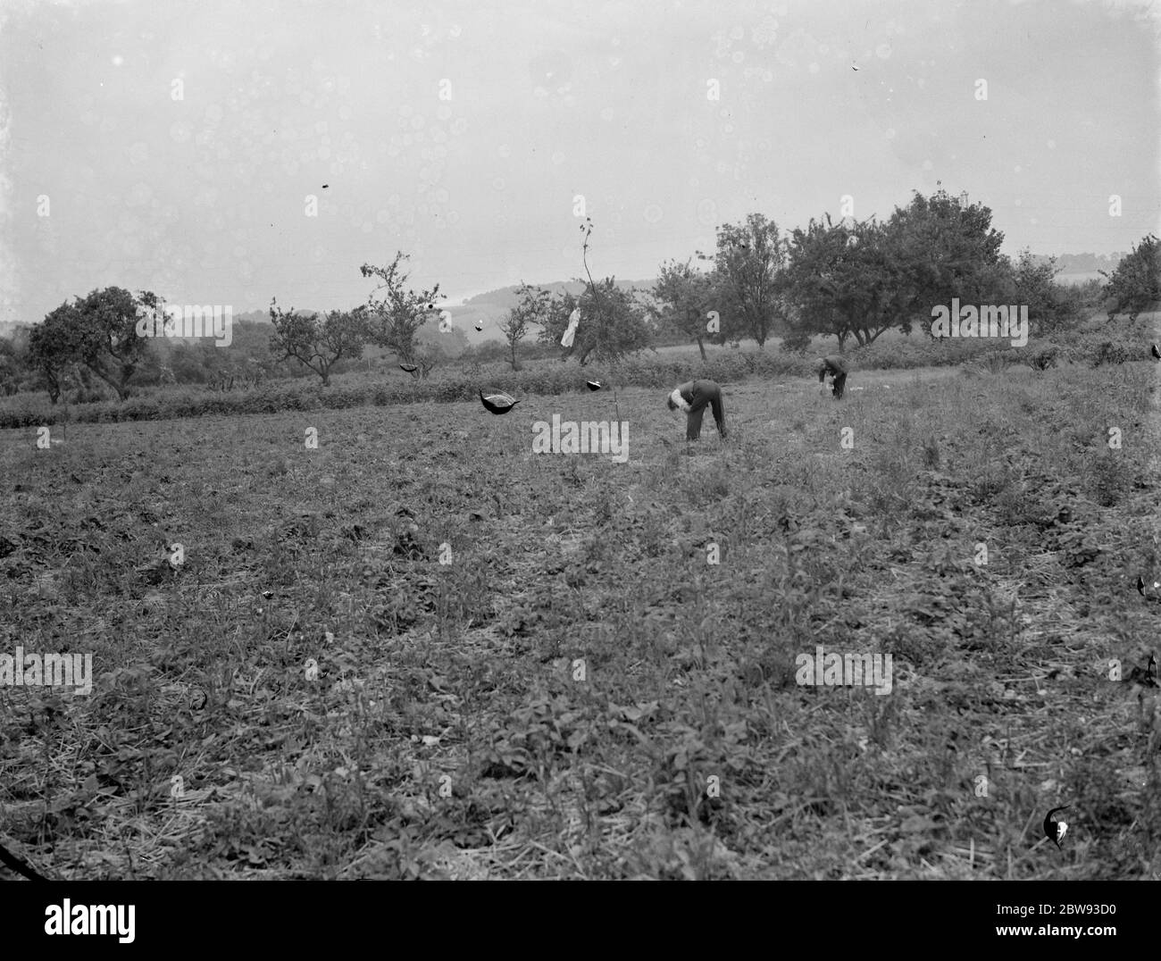 Farm workers in a field by Farthing Street in Farnborough , Kent ...