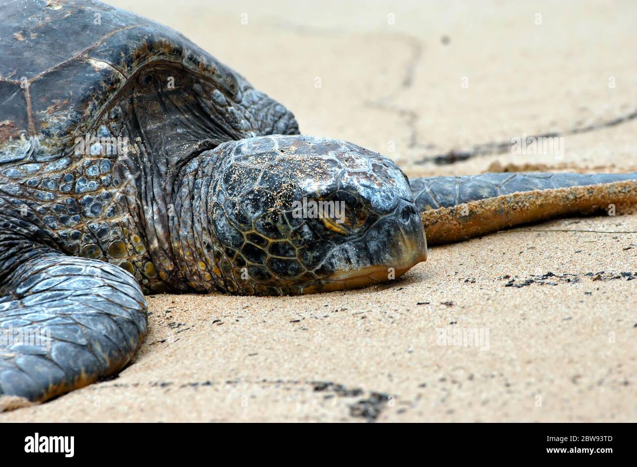 Tired green sea turtle lays on Tunnels Beach on the Big Island of Oahua ...