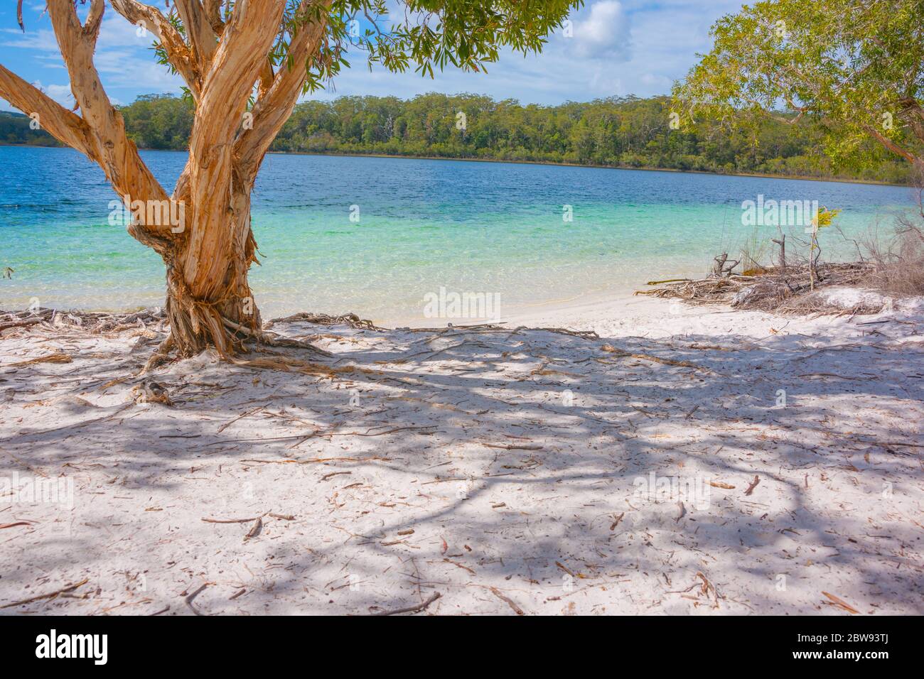 Fraser Island Lake McKenzie turquoise water surrounded by bush with ...