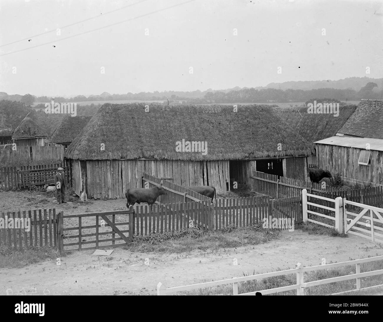 Thatched roof animals england hi-res stock photography and images - Alamy