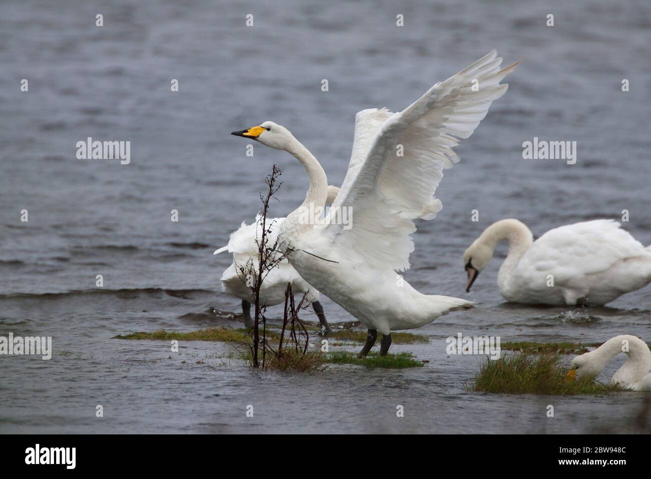Whooper Swan, Cygnus cygnus, single adult flapping wings. Taken October ...