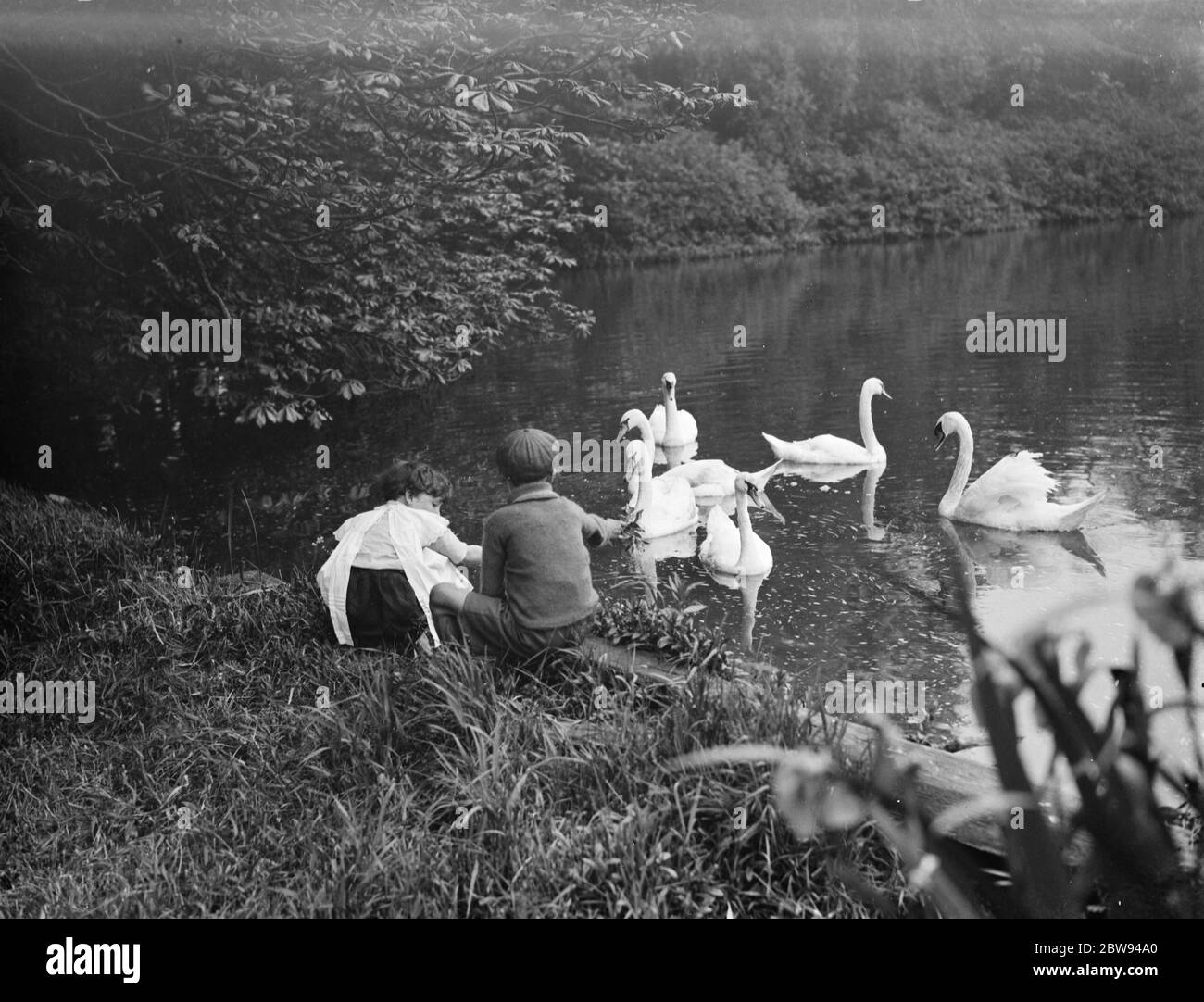 Swans on lake of green Black and White Stock Photos & Images - Alamy