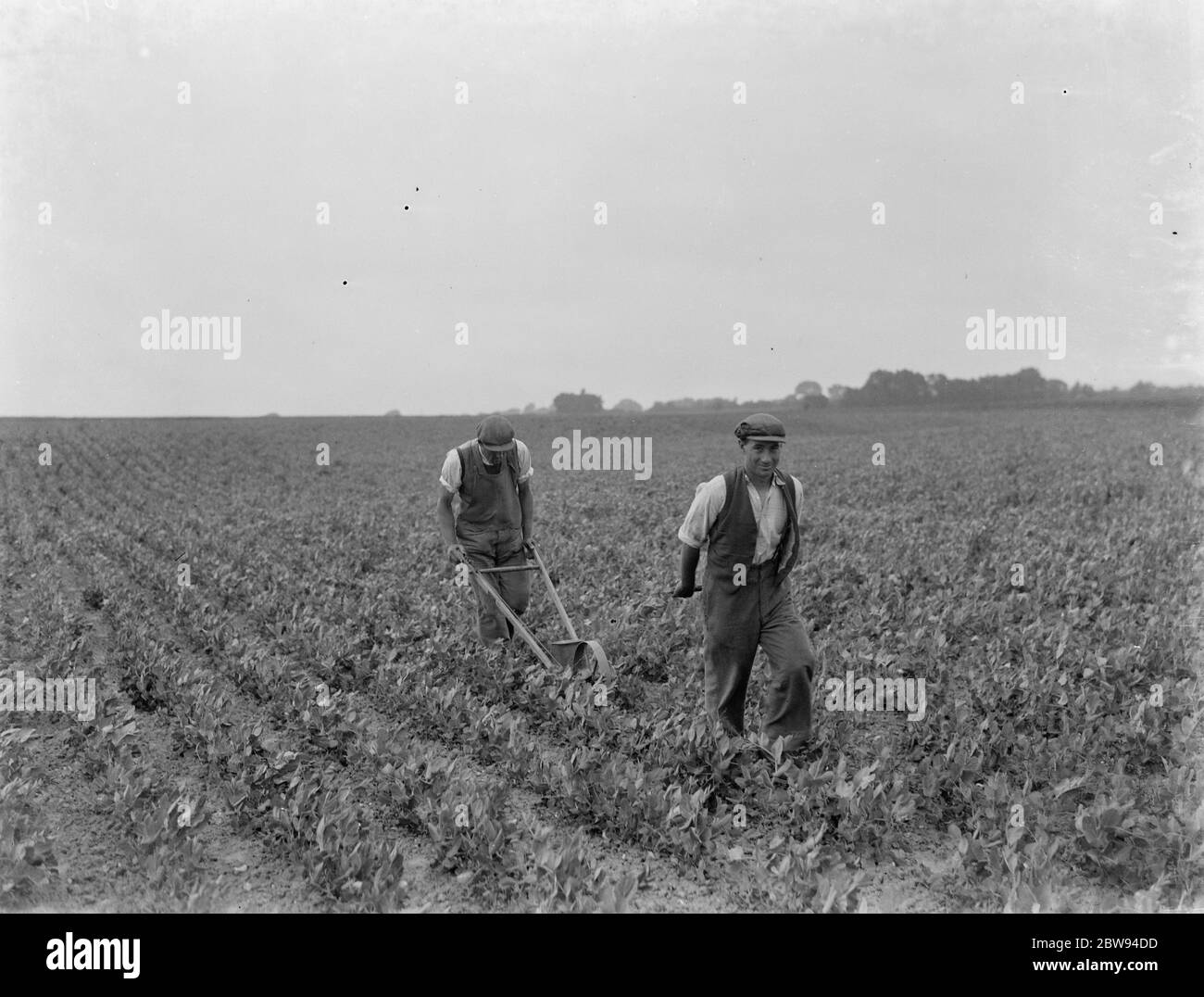 Farm workers using a hand seeder to sow kale . 1937 Stock Photo - Alamy