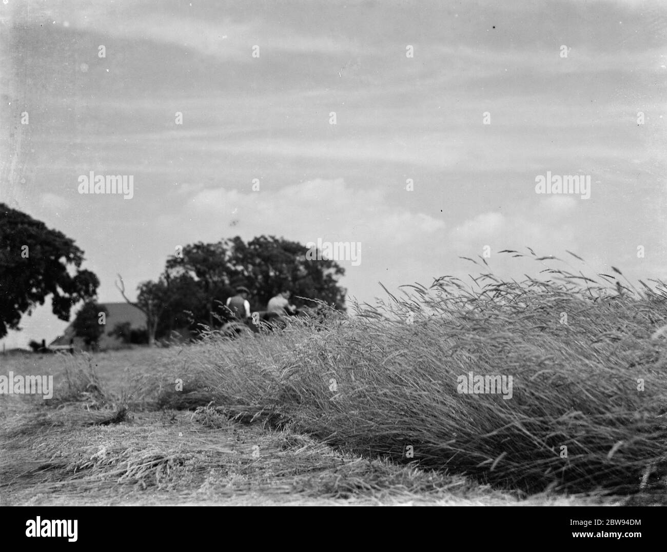 Growing hay in a field . 1937 Stock Photo - Alamy