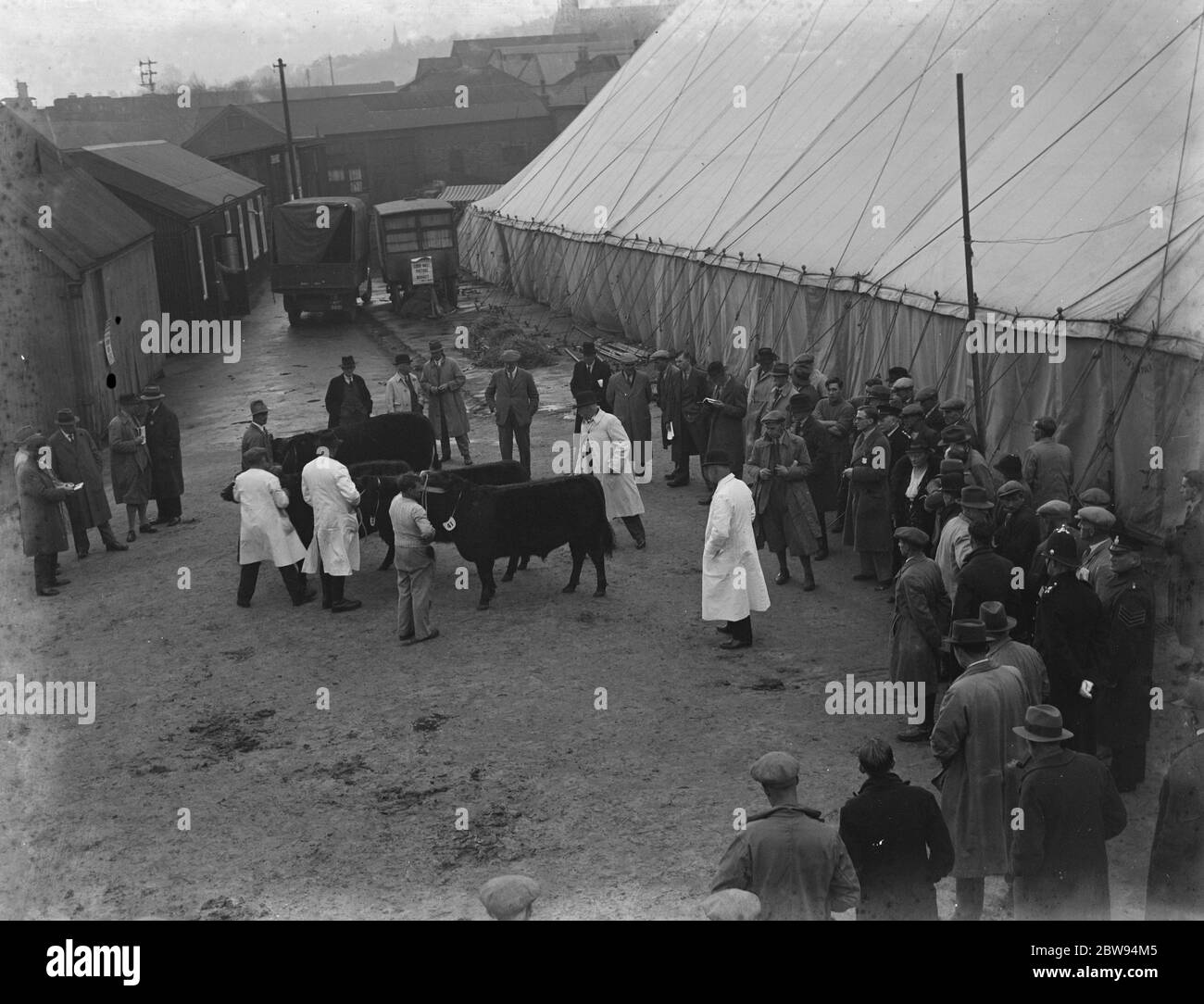 Fat Stock Show Black and White Stock Photos & Images - Alamy