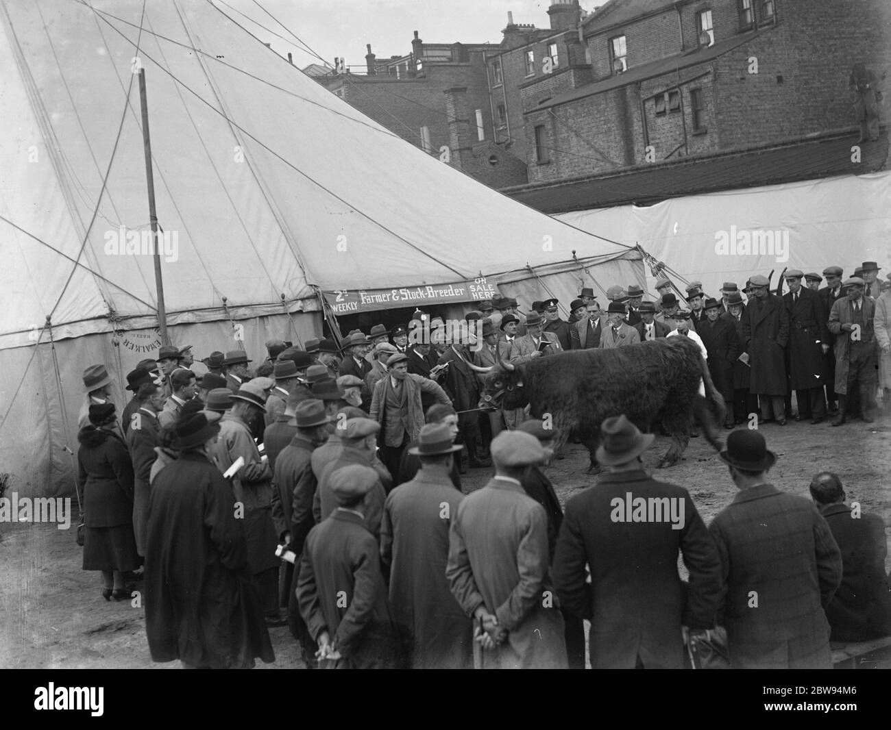 The Fat Stock Show in Redhill , Surrey. A bull is led round the circle ...