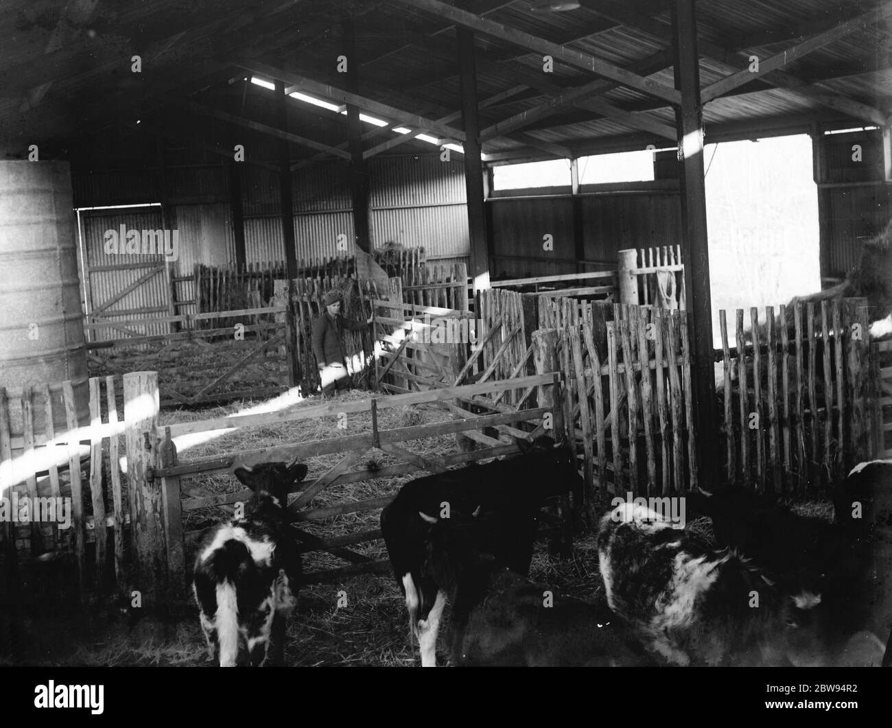 Cattle cows barn Black and White Stock Photos & Images - Alamy