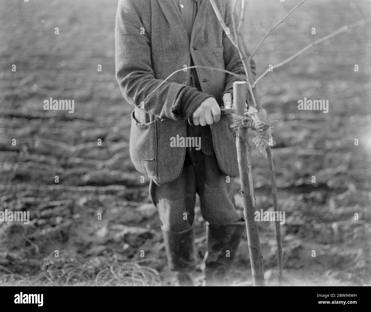Staking fruit tree hi-res stock photography and images - Alamy