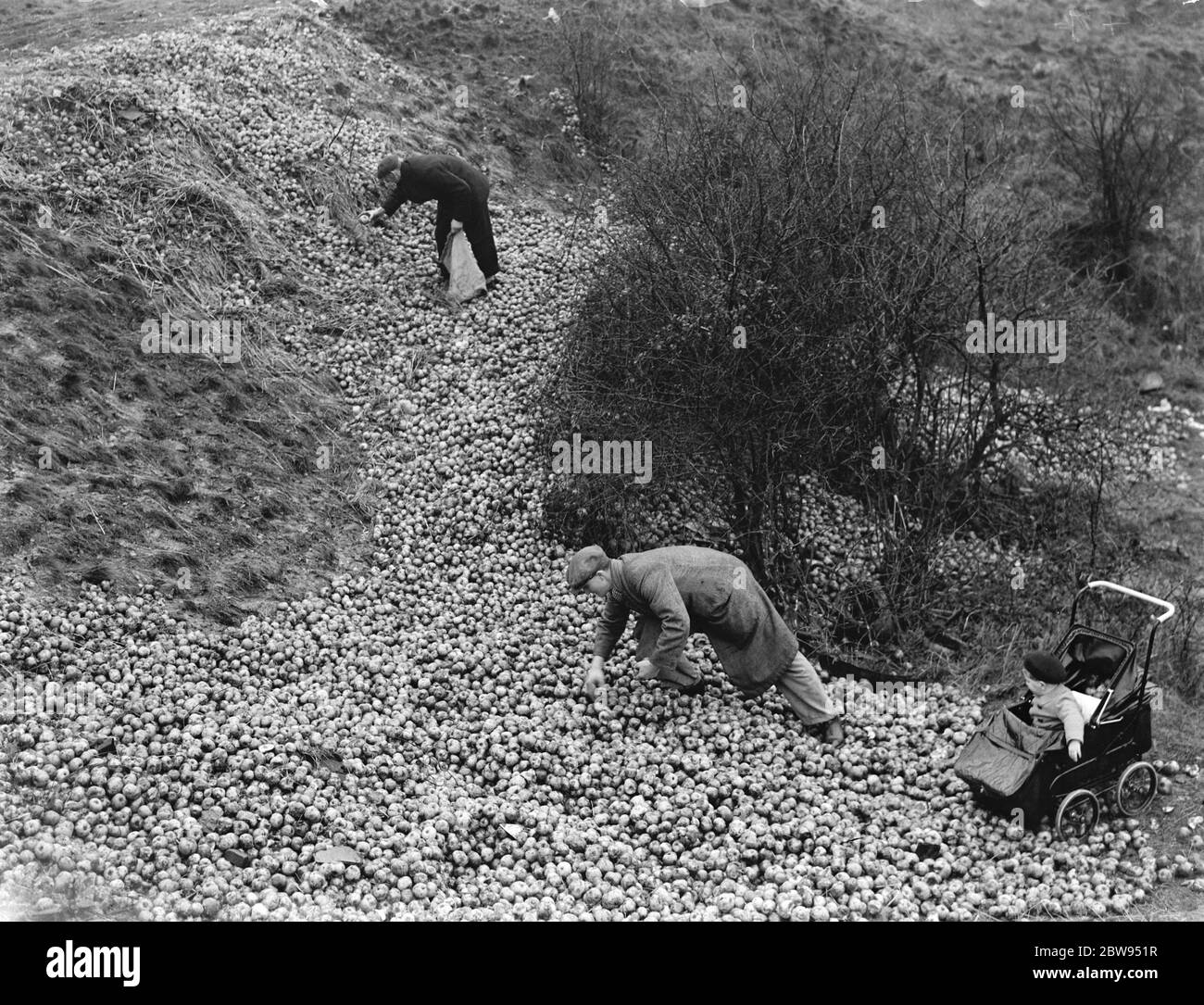 Scrumping hi-res stock photography and images - Alamy
