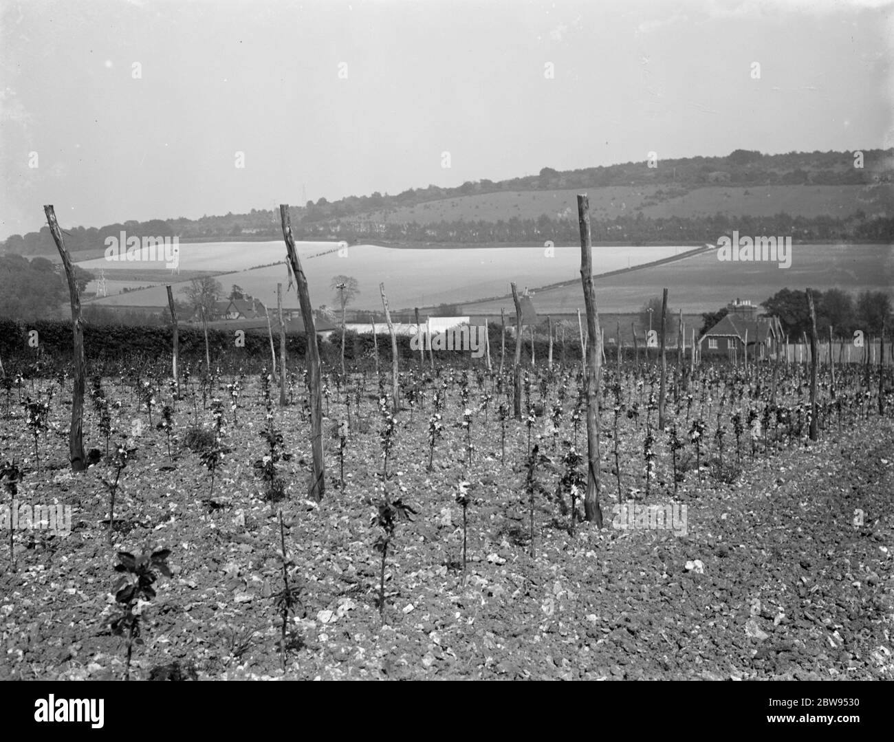 Hop Field, Kent High Resolution Stock Photography and Images - Alamy