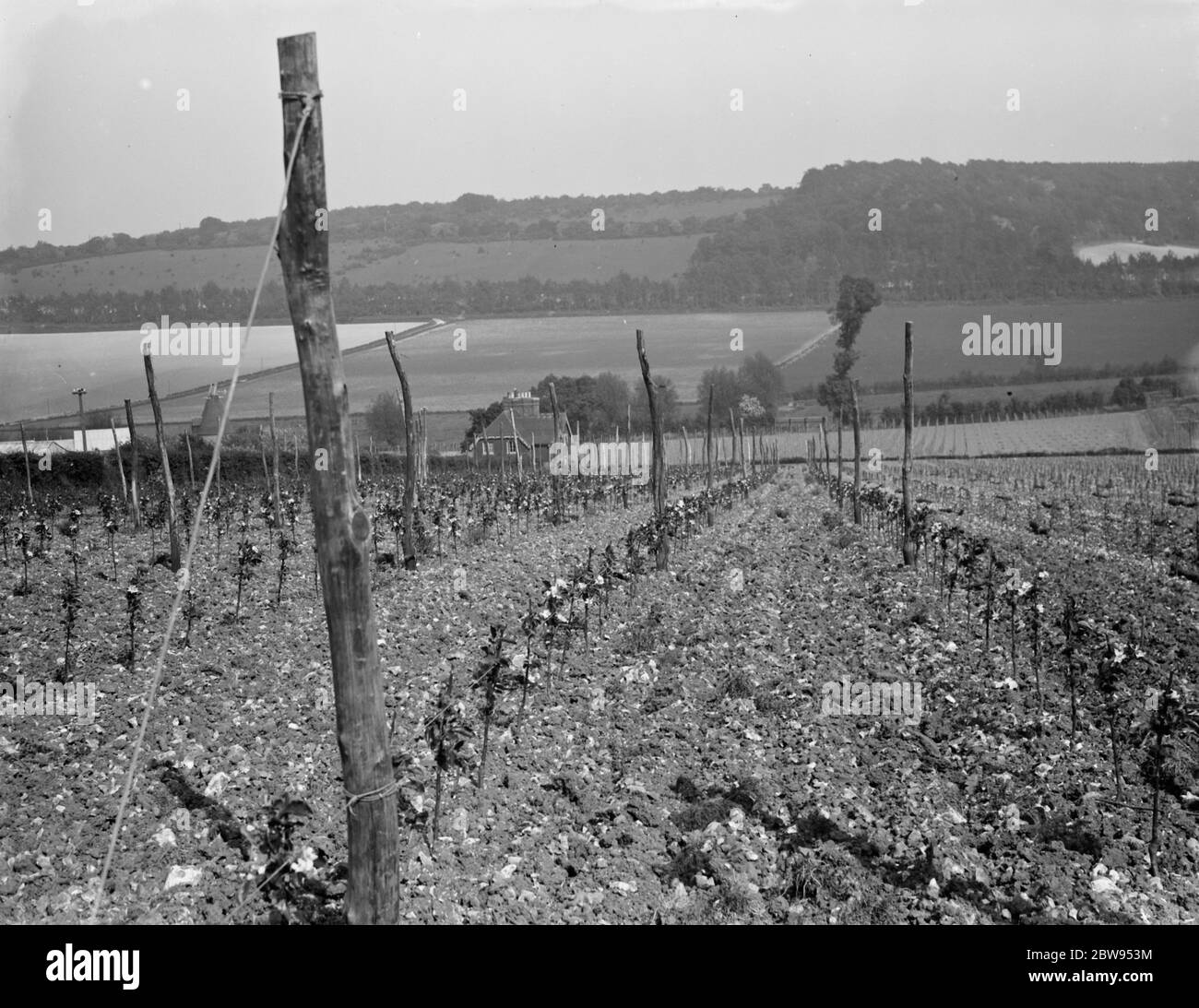 Hop field, kent hi-res stock photography and images - Alamy