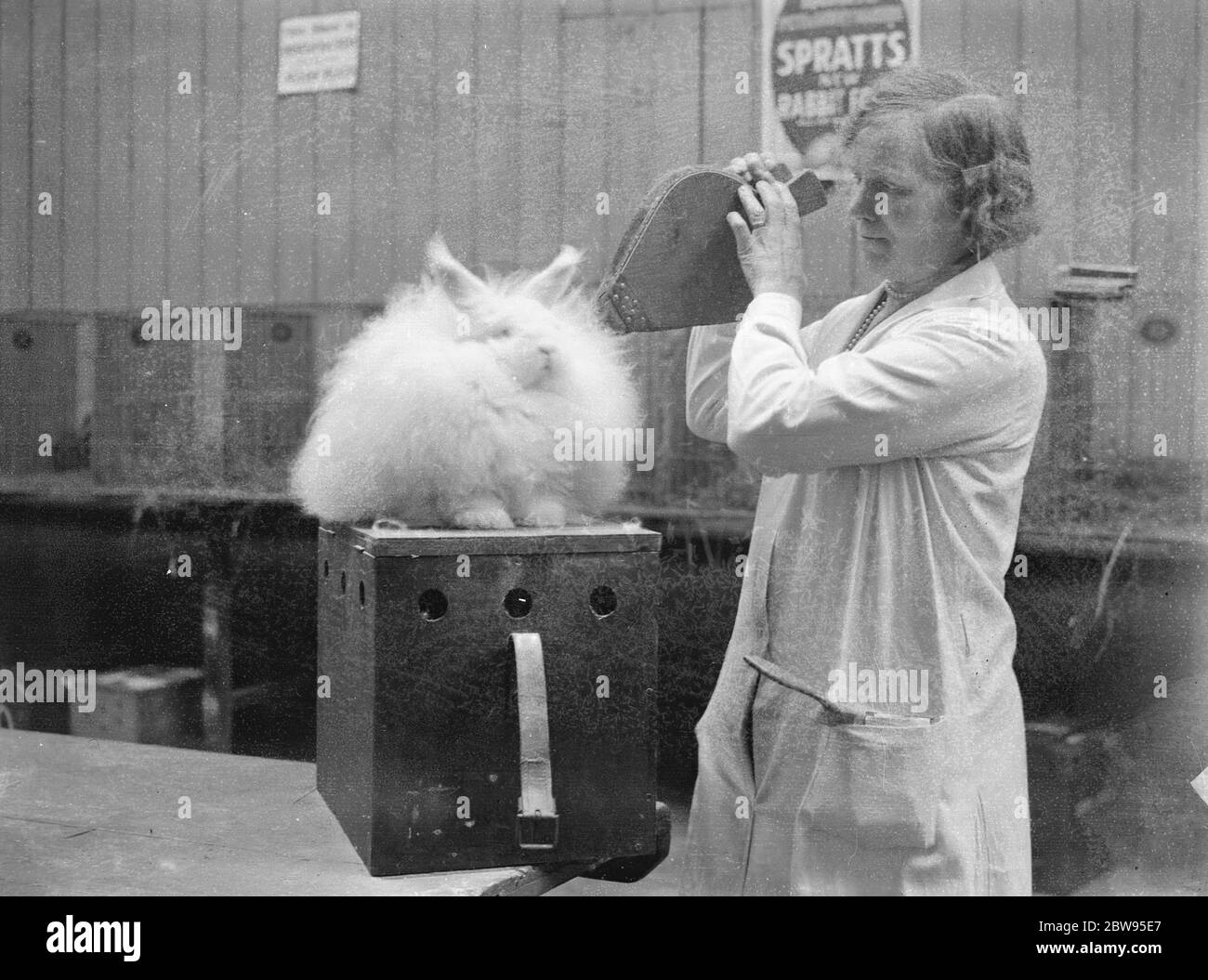 The international Poultry show , opened at the Crystal Palace , London ...