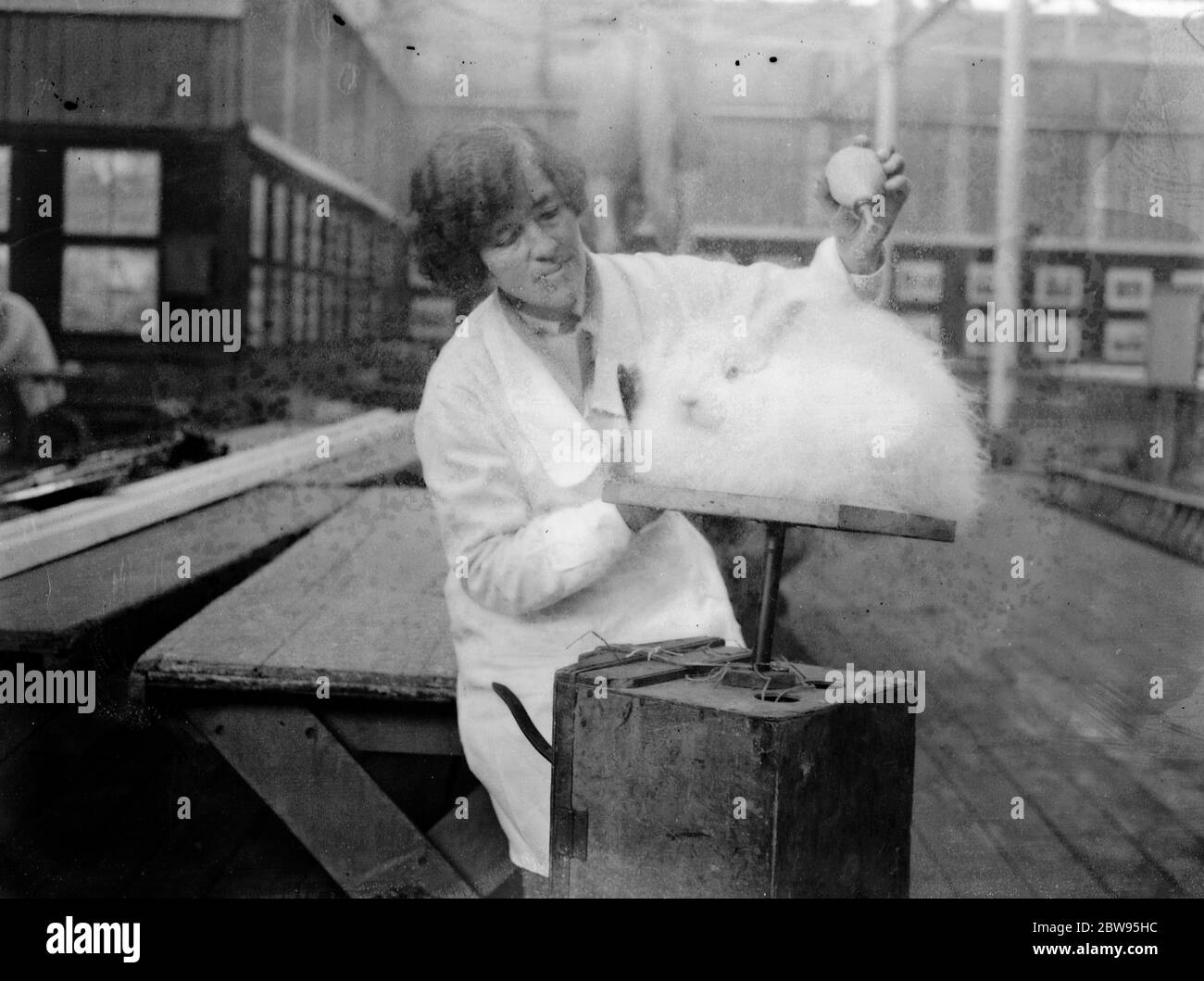 The international Poultry show , opened at the Crystal Palace , London ...