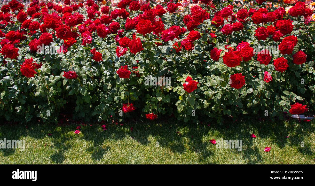 Blooming beautiful colorful roses as floral background Stock Photo - Alamy
