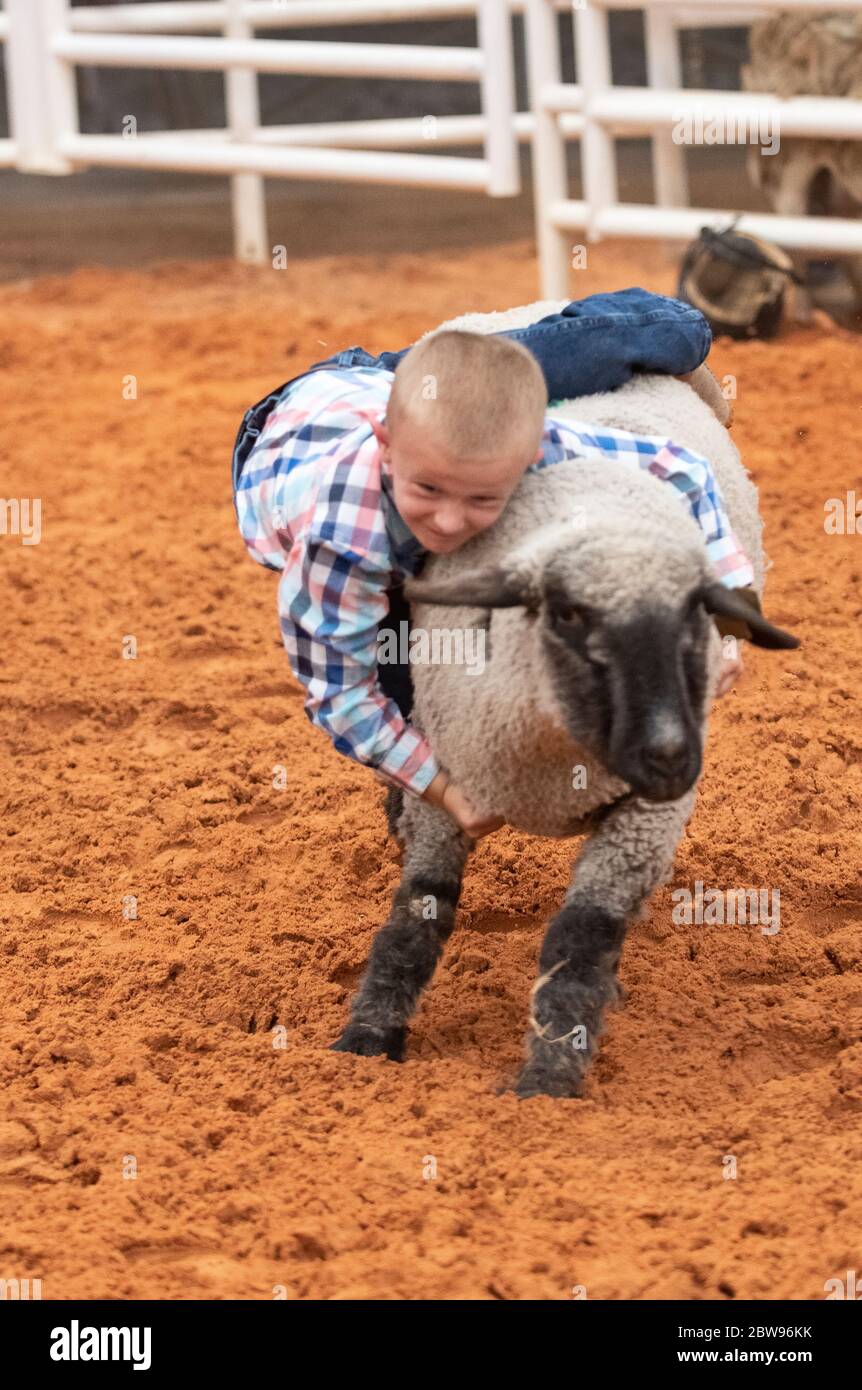 Riding sheep hi-res stock photography and images - Alamy