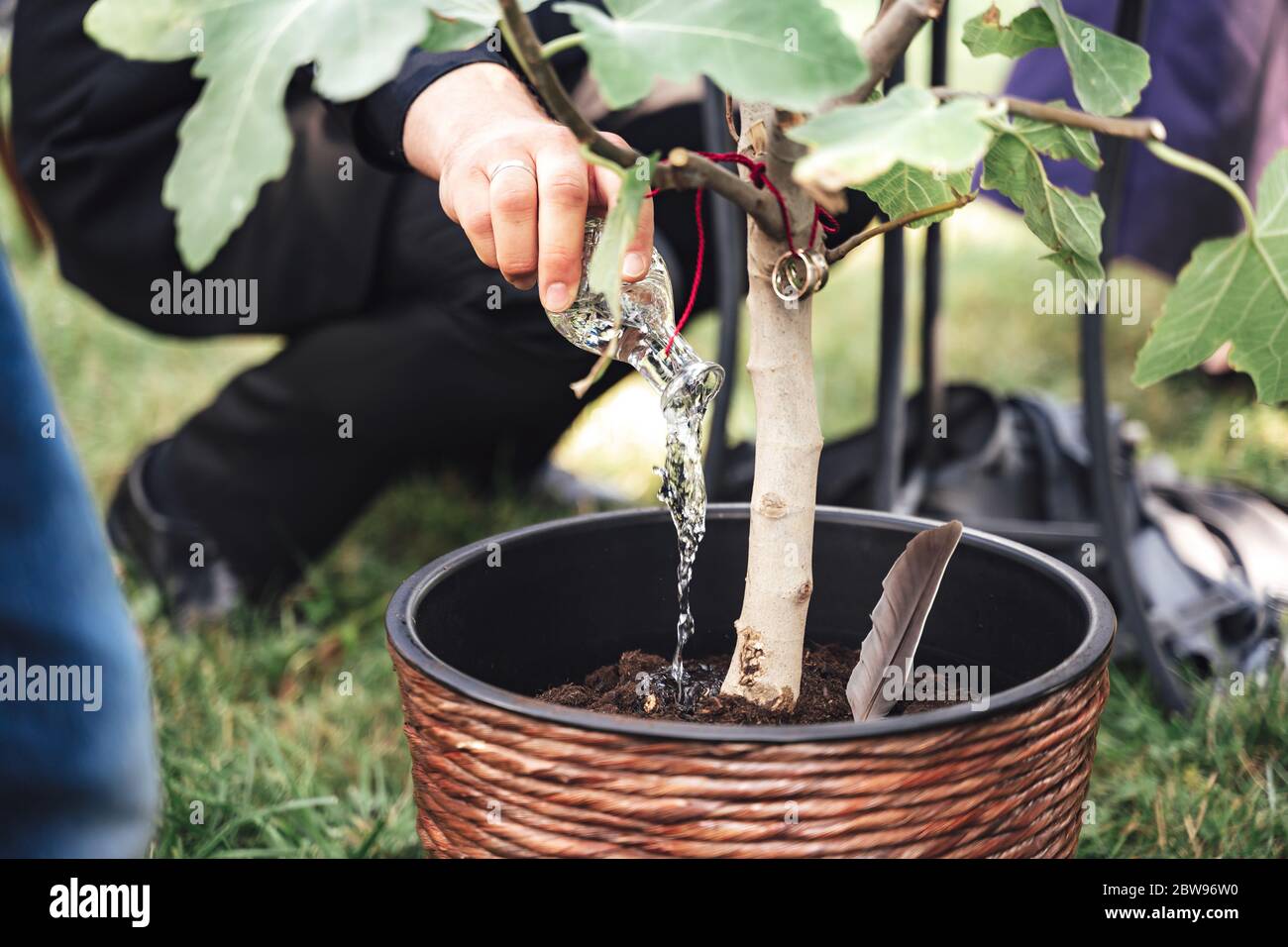 Man hand watering young tree in wicker plant pot. Pair of wedding rings ...