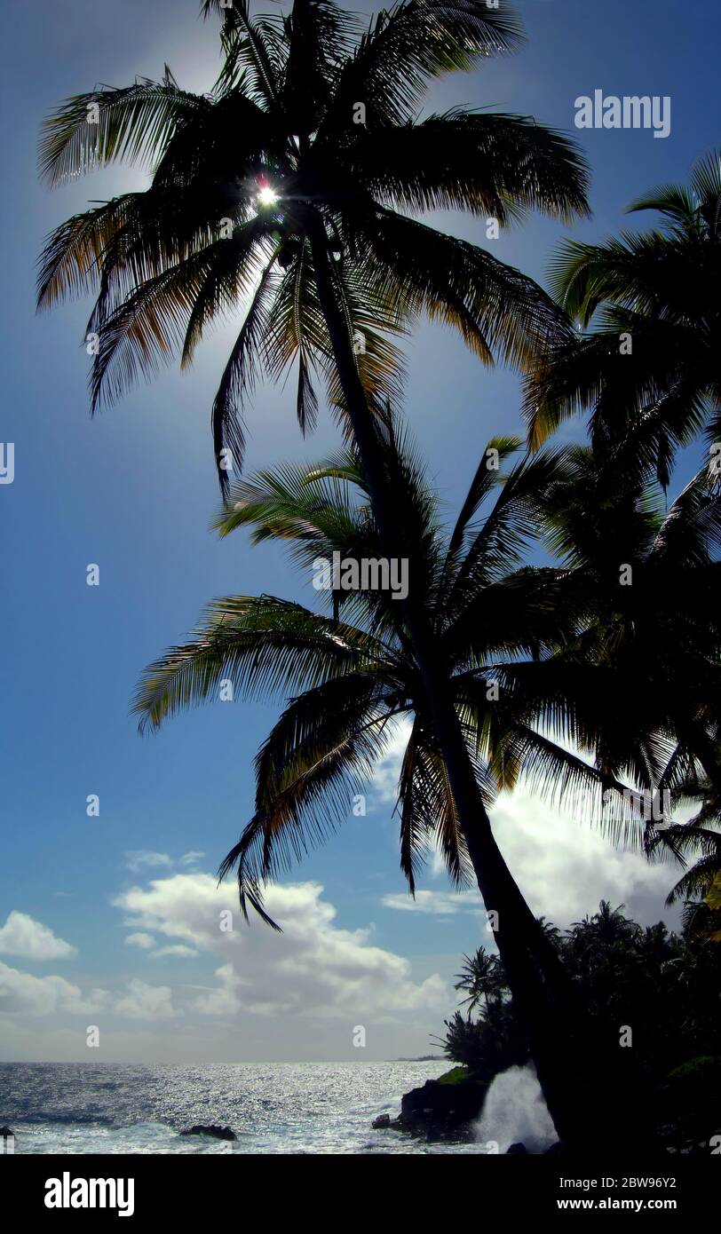 Sunlight filters through large palm hi-res stock photography and images ...