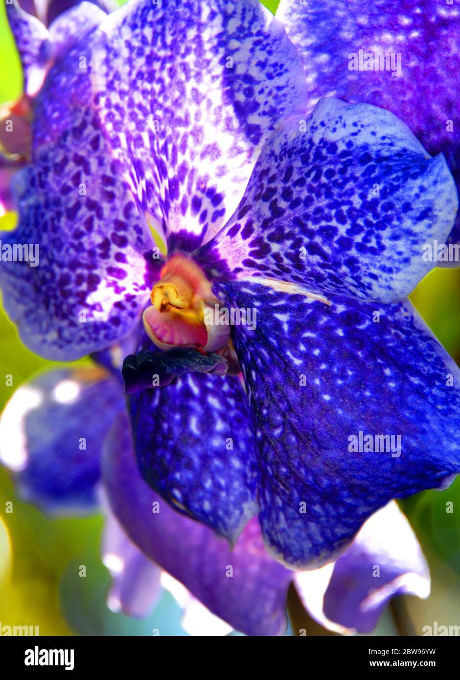 Purple spotted orchid hi-res stock photography and images - Alamy